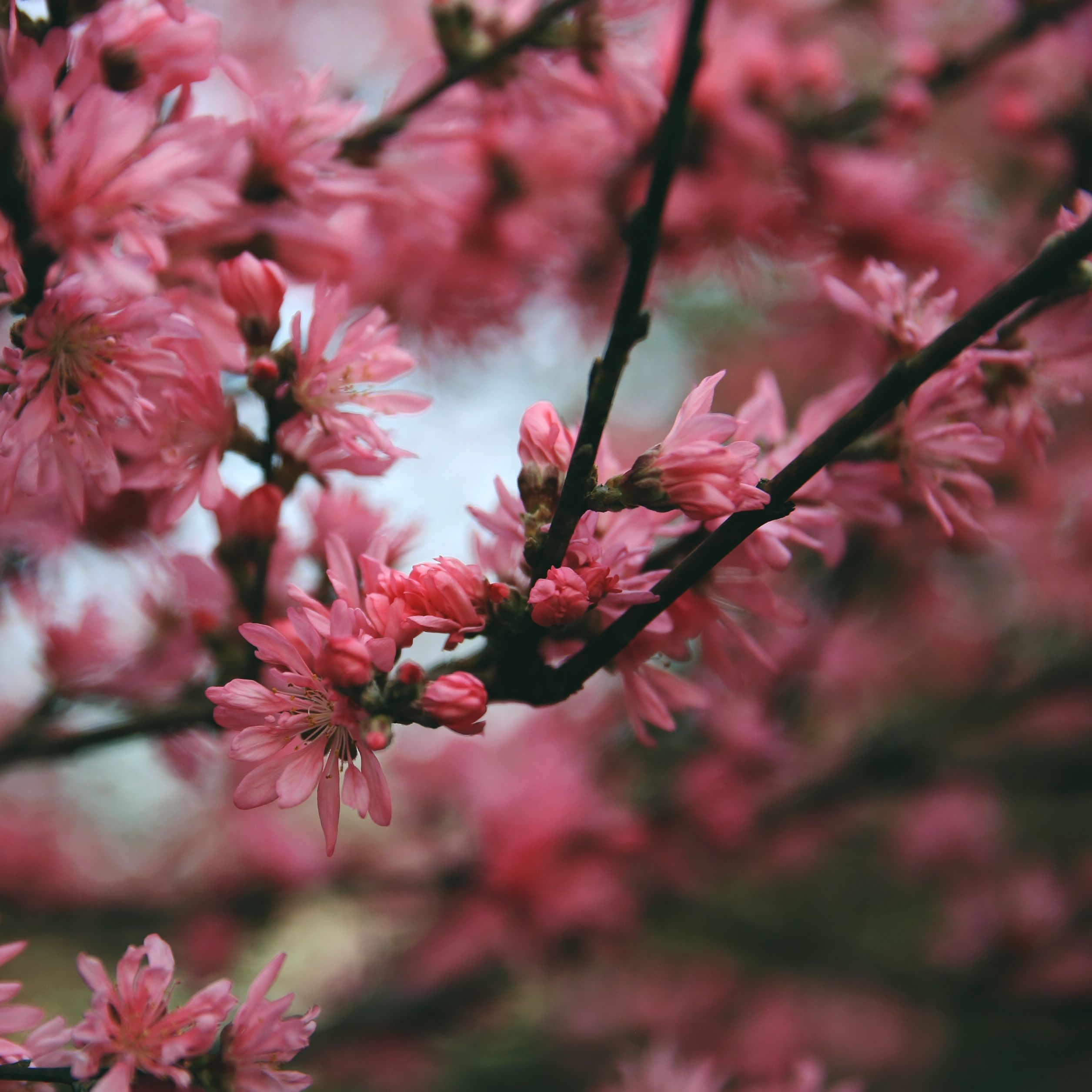 Close-up of Tree in Blossom · Free Stock Photo