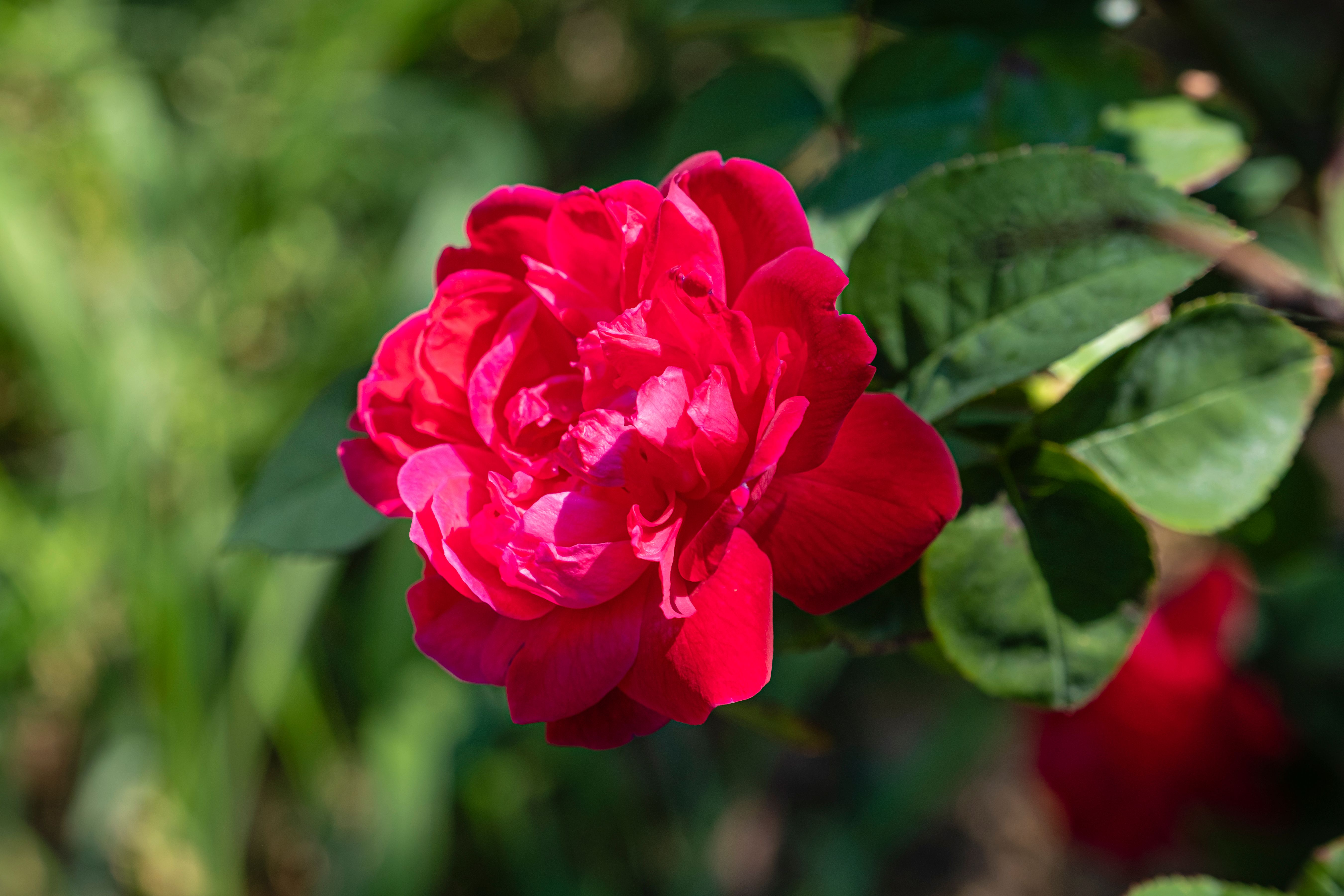 Lush red rose blooming in garden · Free Stock Photo