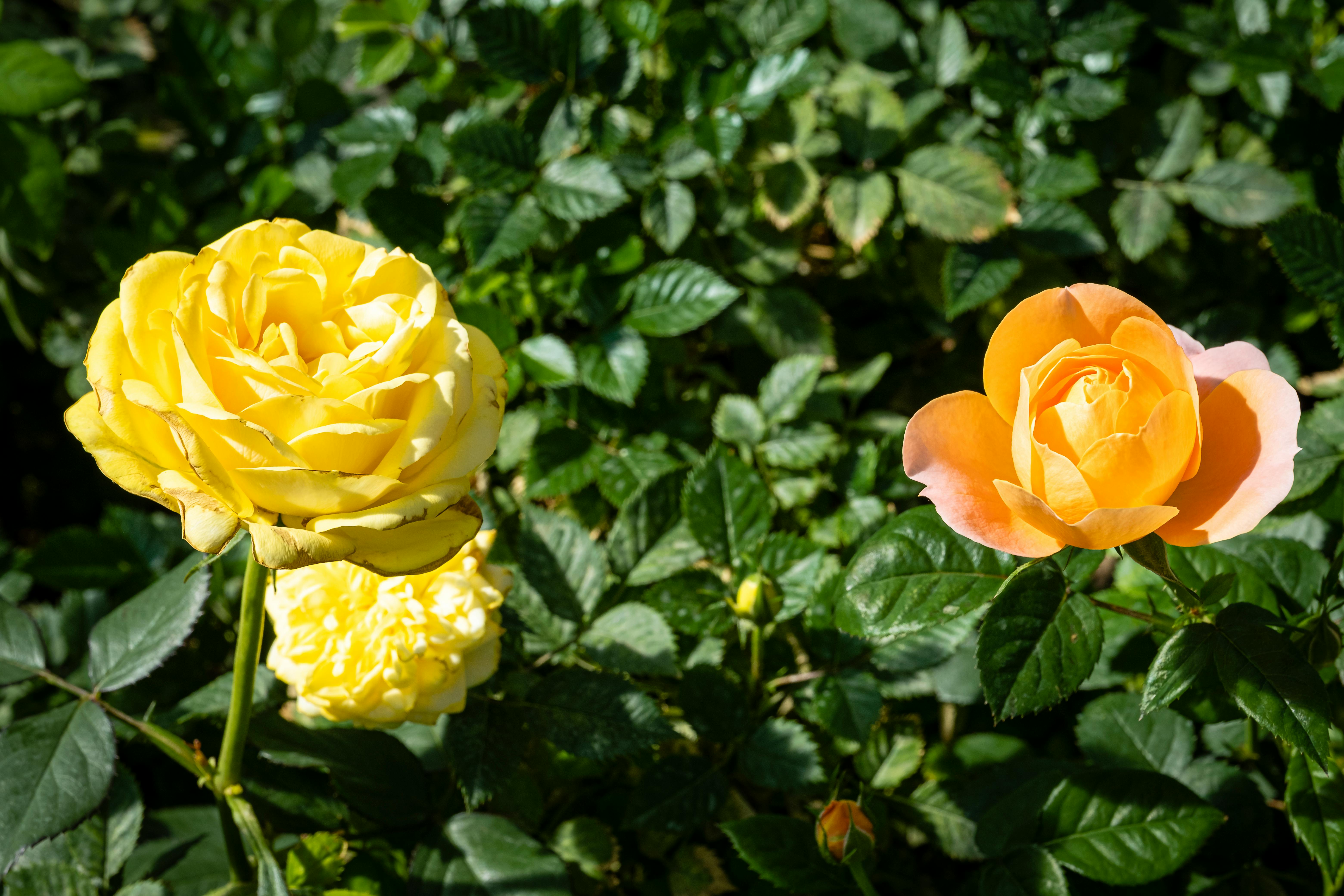 How to Care for Knockout Rose Bushes: A Comprehensive Guide