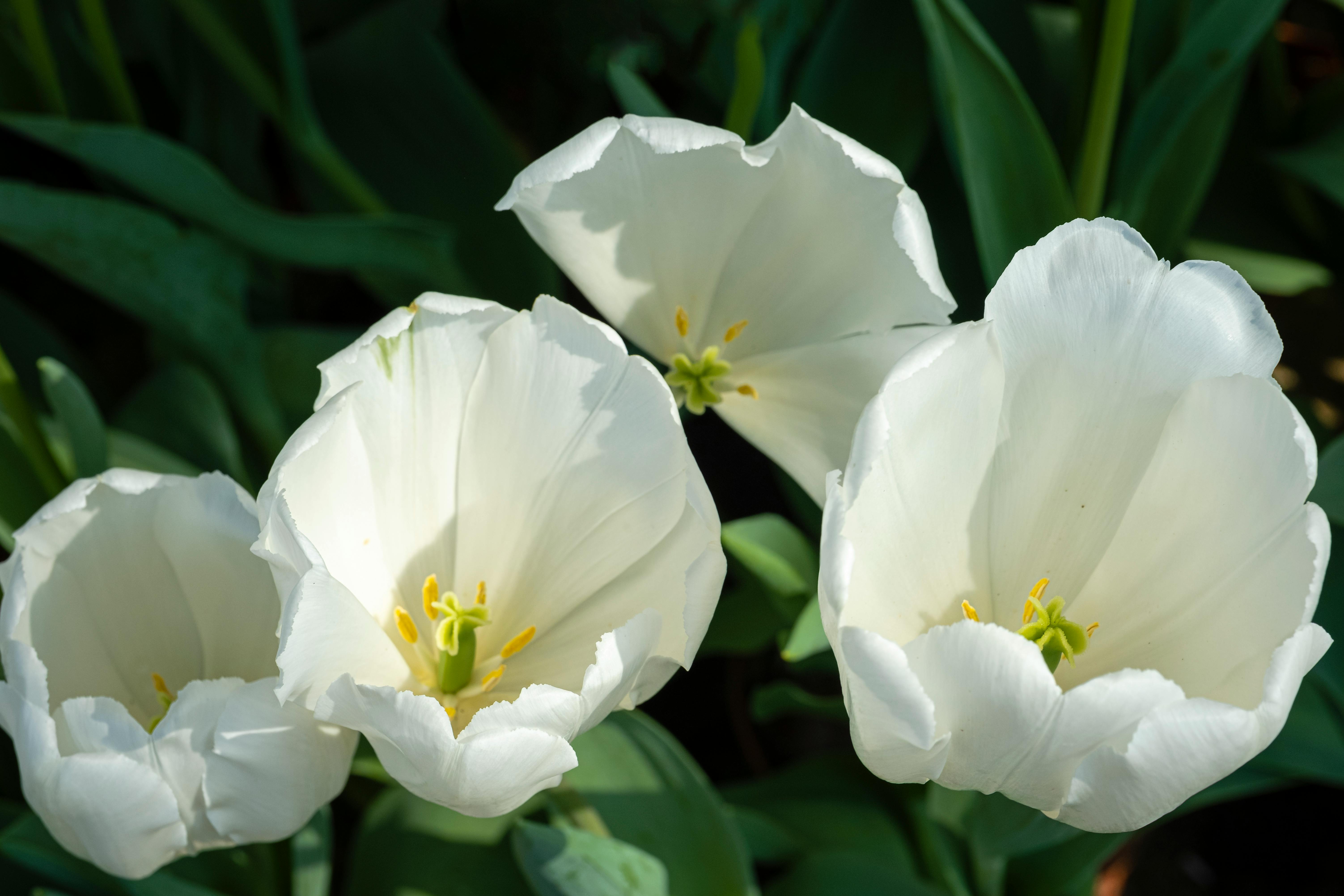 White tulips growing in garden · Free Stock Photo
