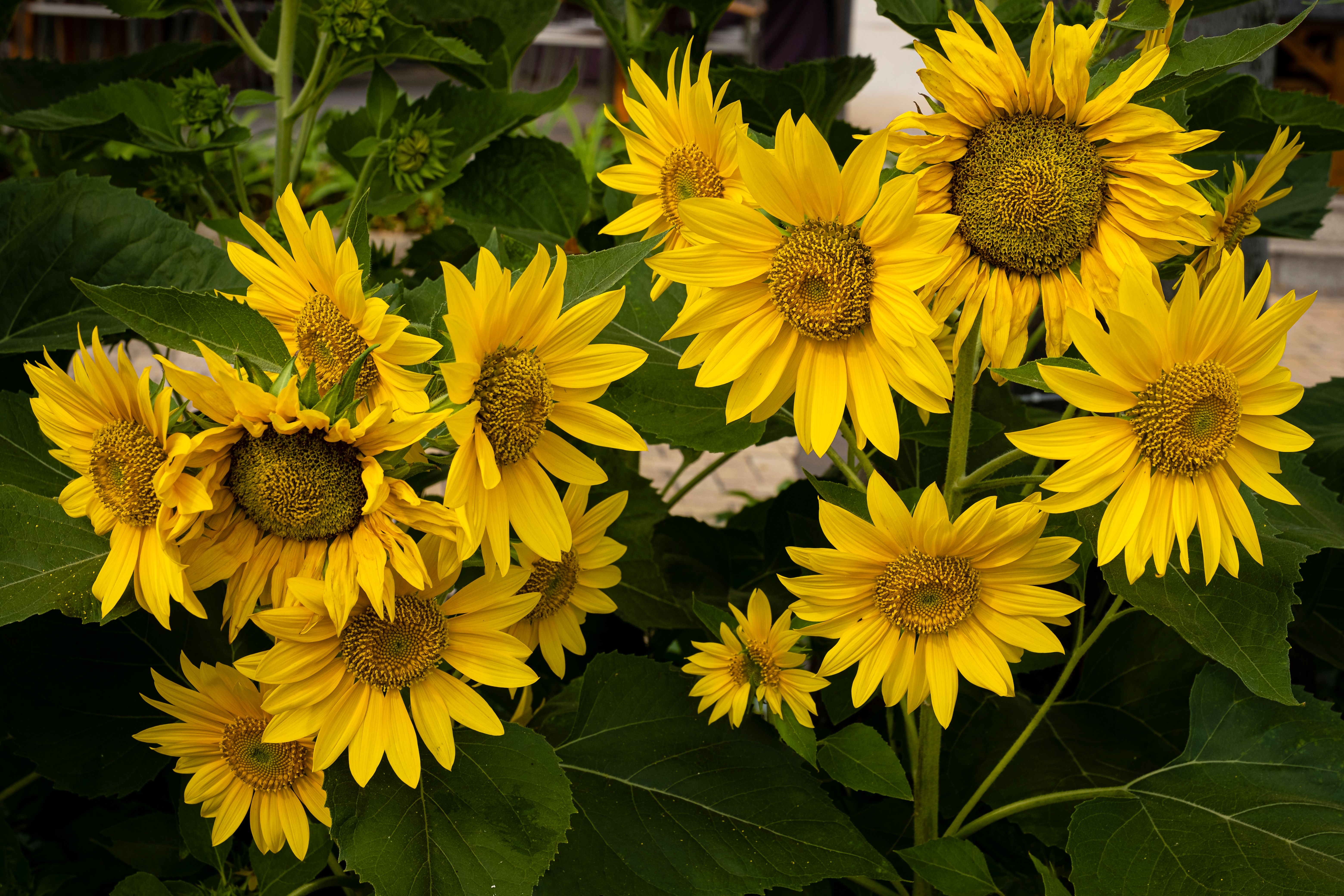 Sunflowers with green leaves in garden · Free Stock Photo