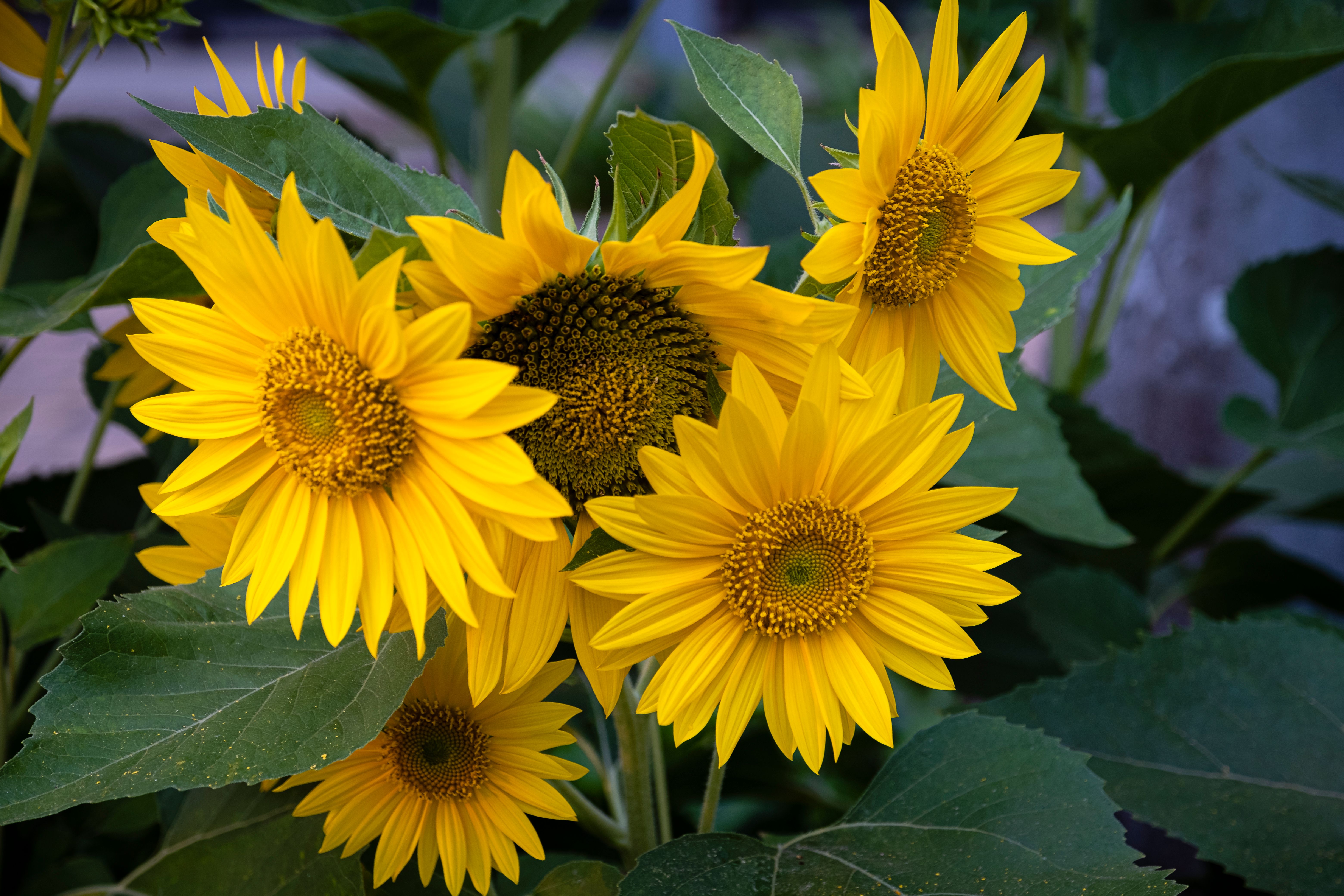 Sunflower Greenery Photos, Download The BEST Free Sunflower Greenery ...
