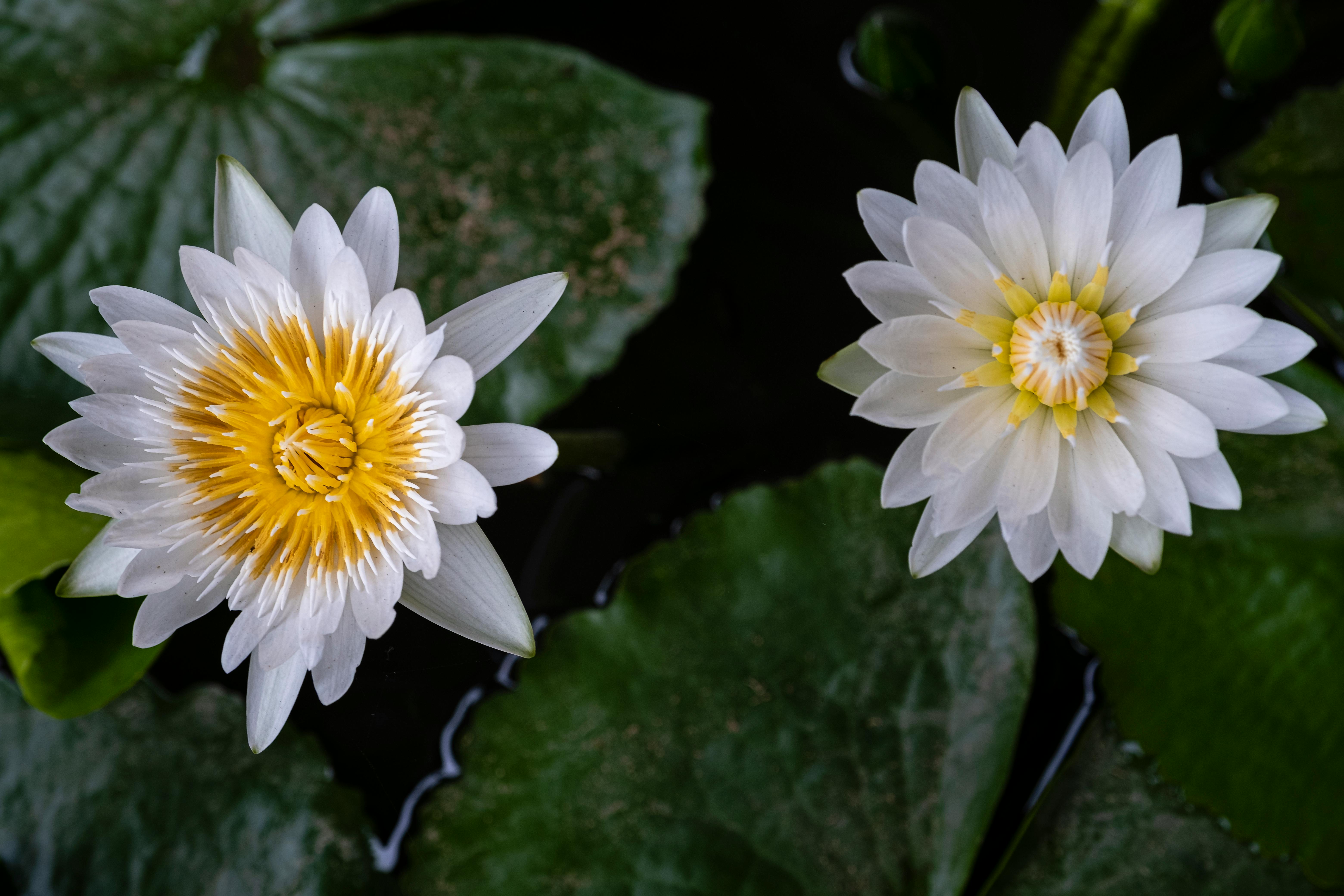 Lotus Background Photos, Download The BEST Free Lotus Background Stock ...