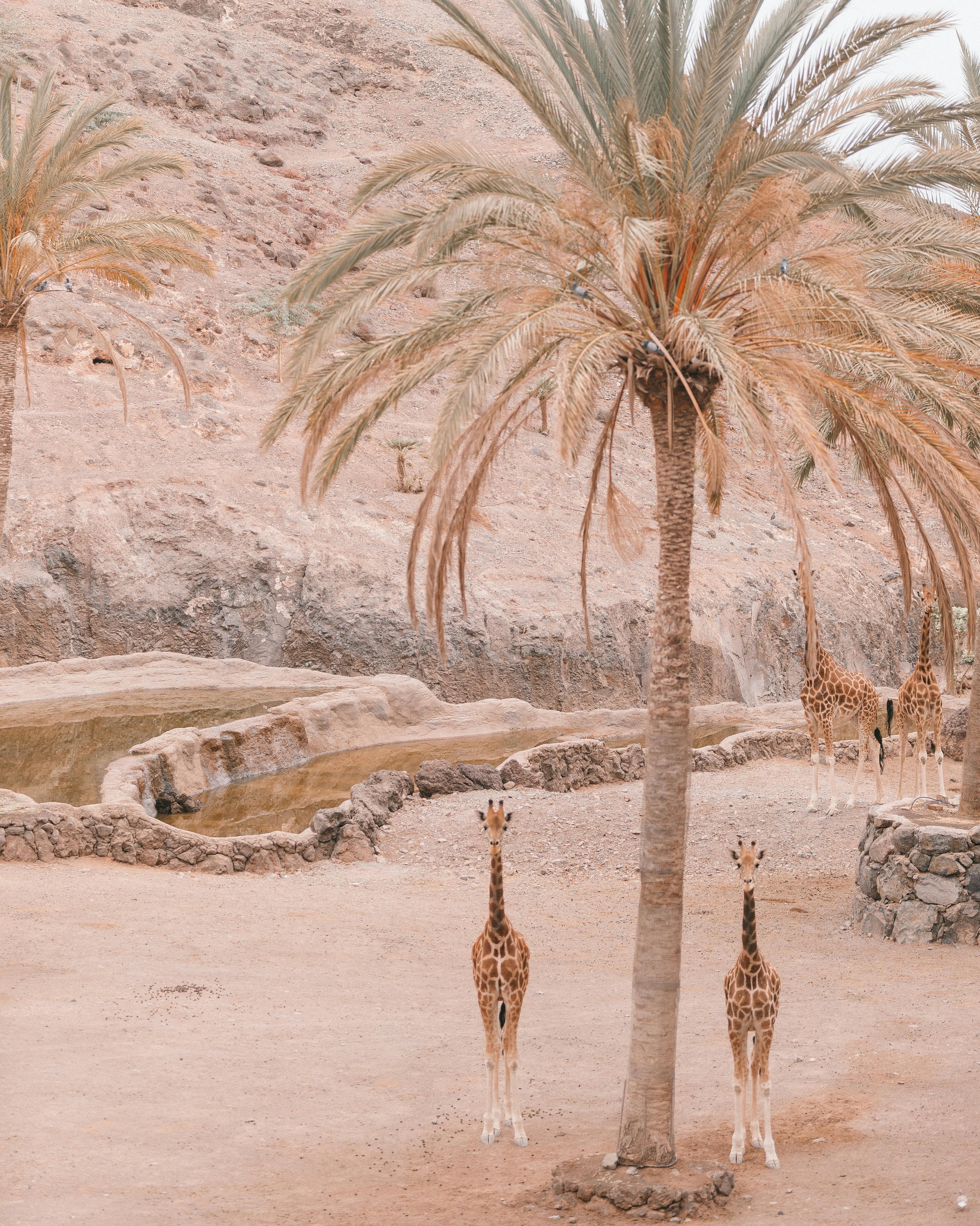 Baby Giraffes Standing under Palm Tree · Free Stock Photo