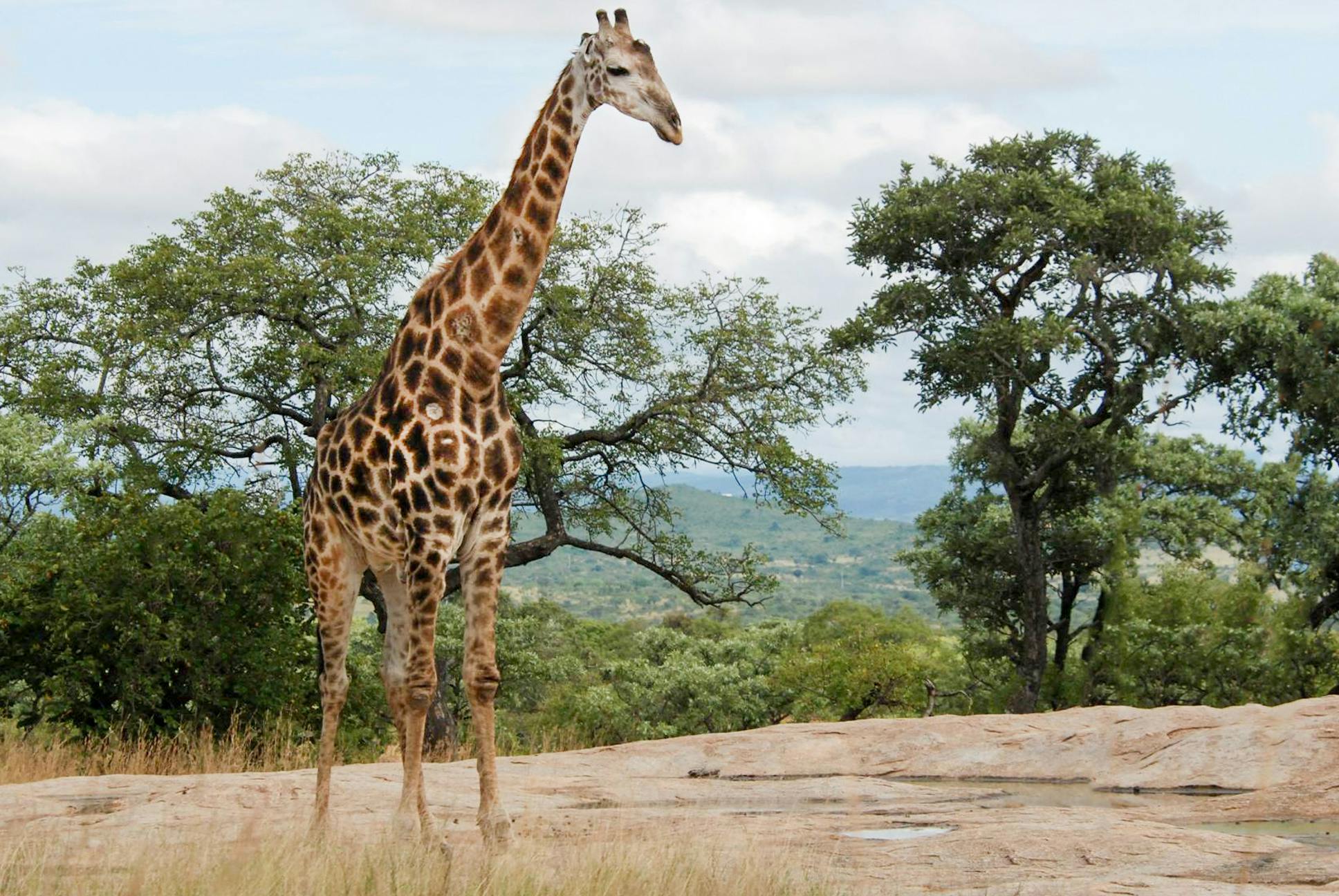 Free stock photo of africa, giraffe, safari - Stock Image - Everypixel