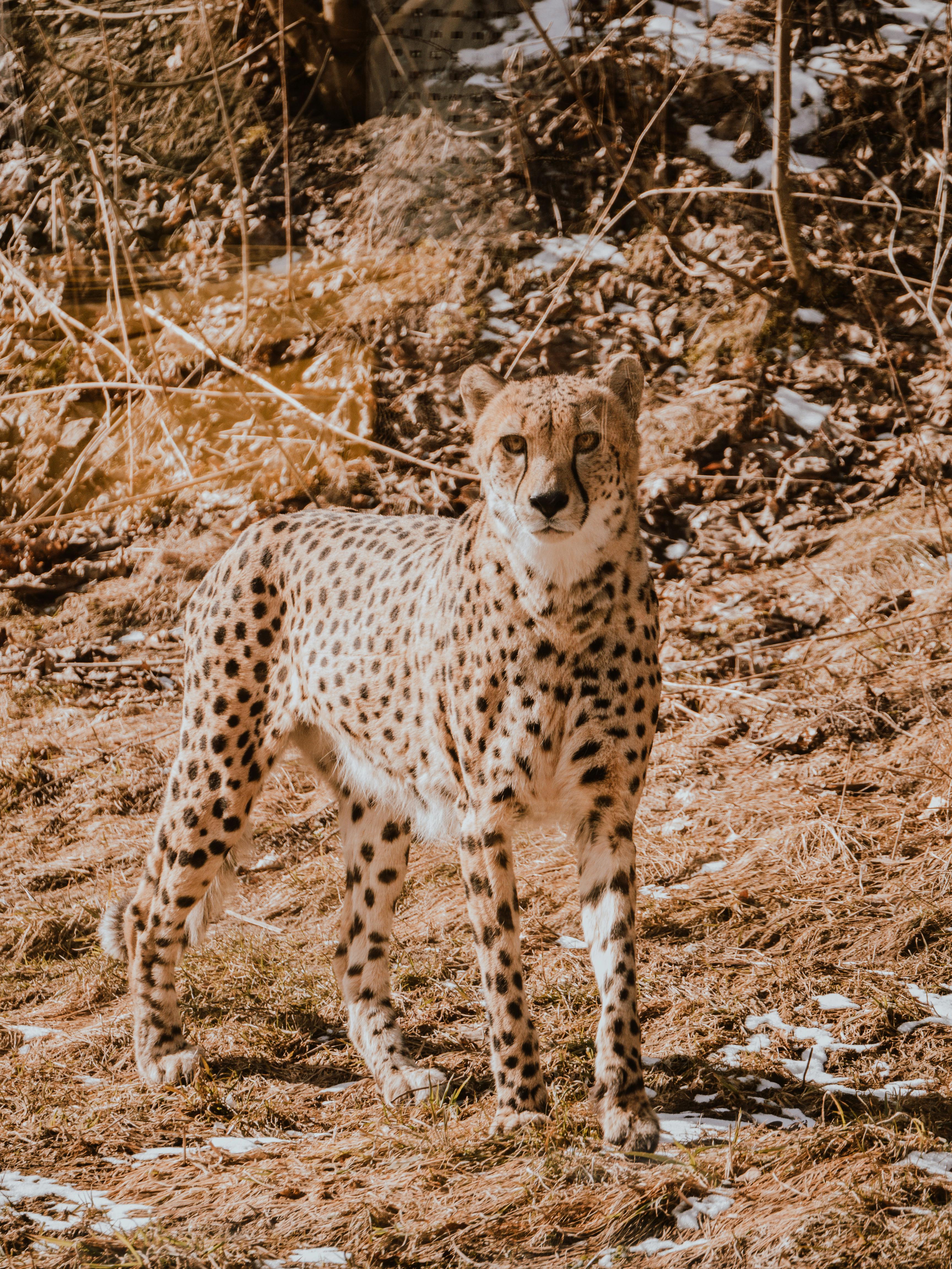 Photo of a Cheetah · Free Stock Photo