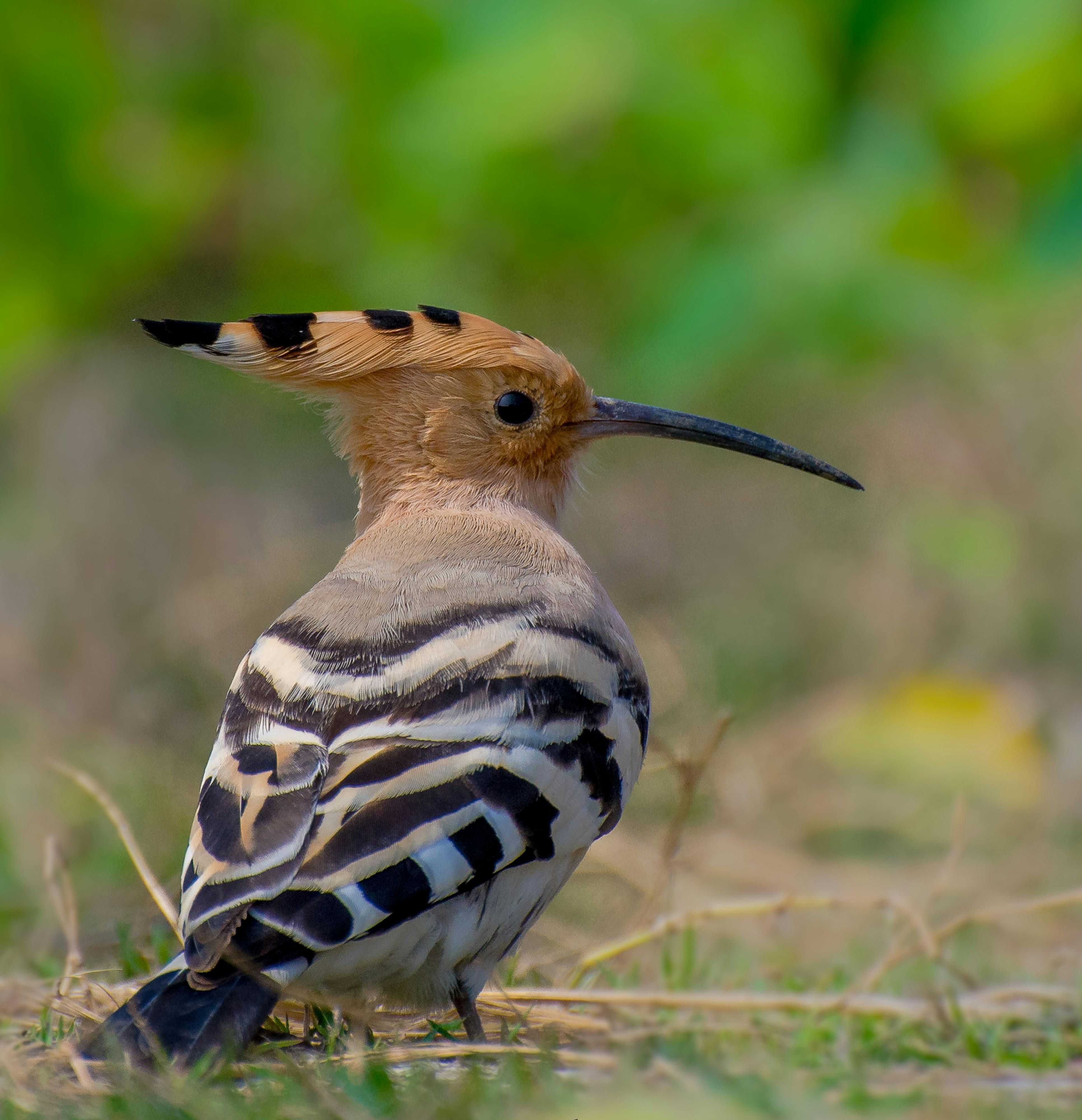 Brown and Black Hoopoes Bird on the Grass · Free Stock Photo