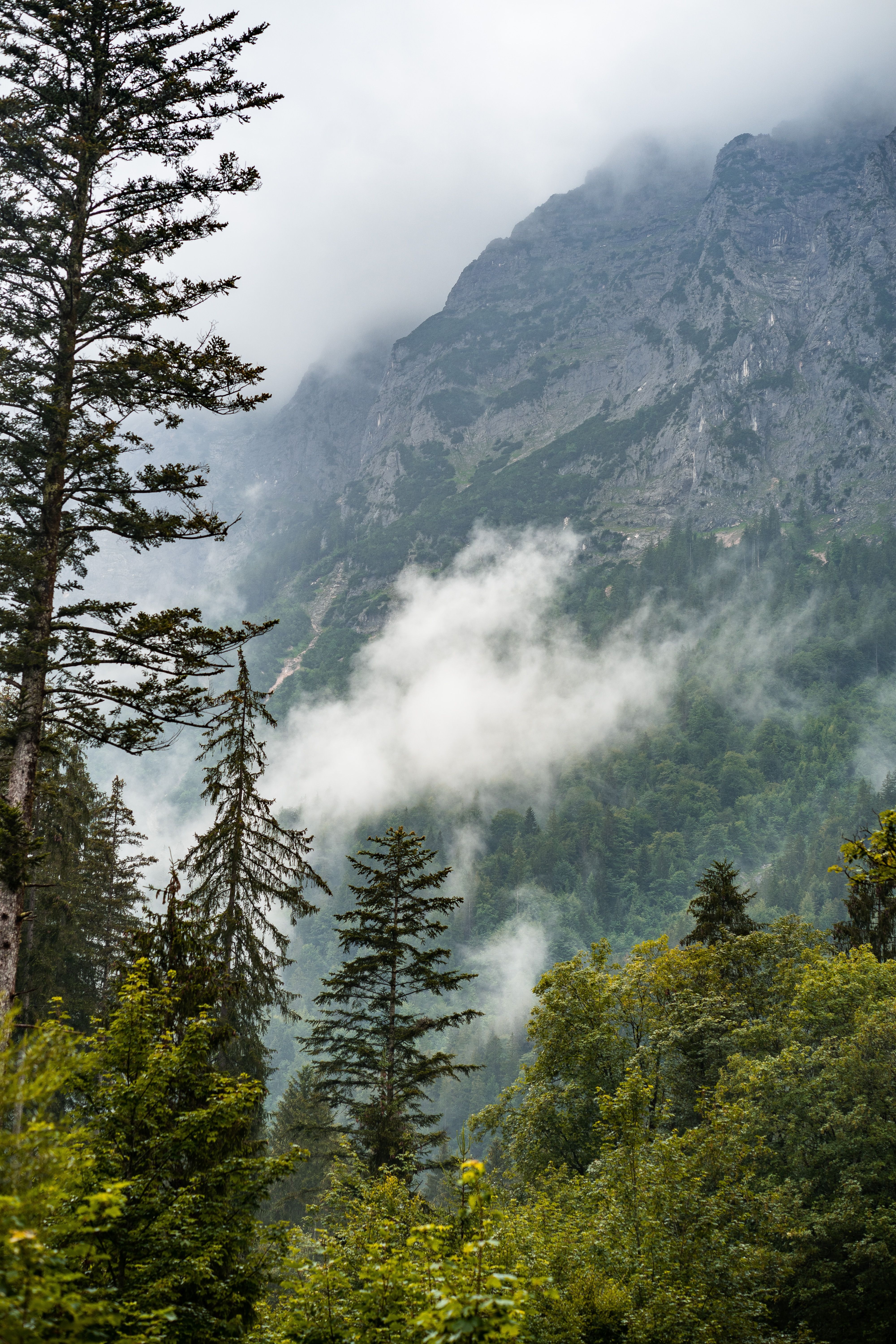 Green Trees on Mountain · Free Stock Photo