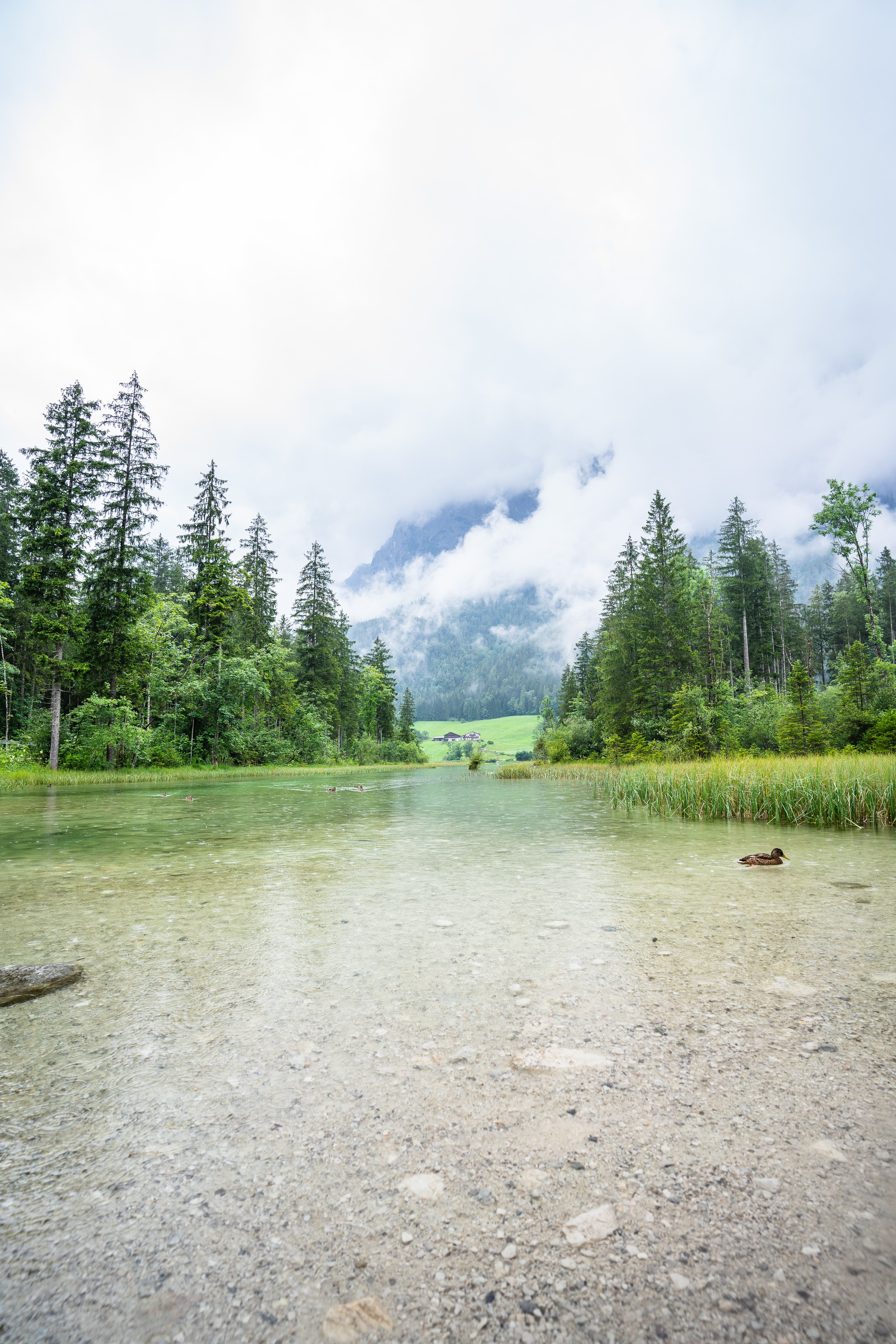 River in Between Trees · Free Stock Photo