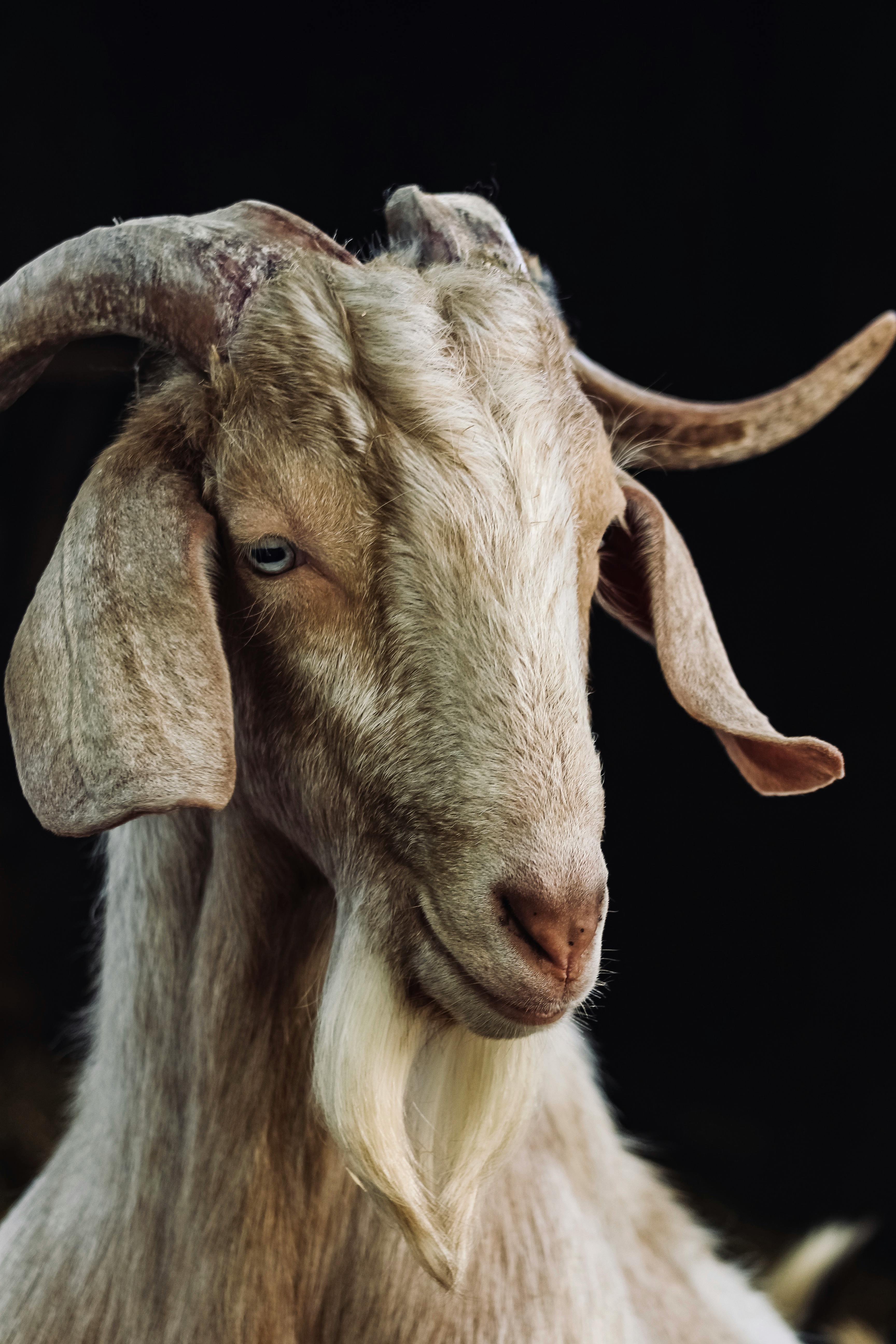 1,000+ Best Goat Photos · 100% Free Download · Pexels Stock Photos