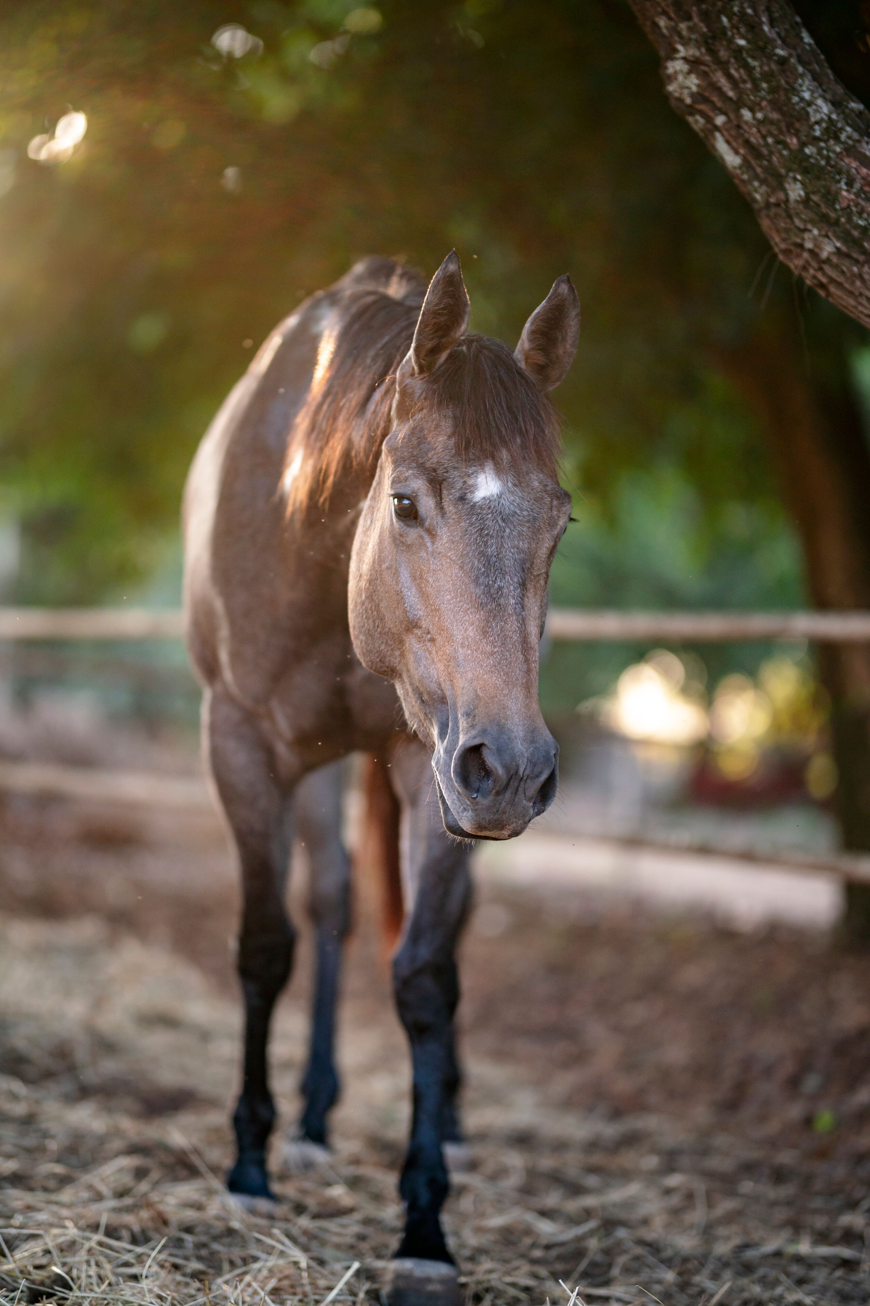 Photo of a Horse's Snout · Free Stock Photo