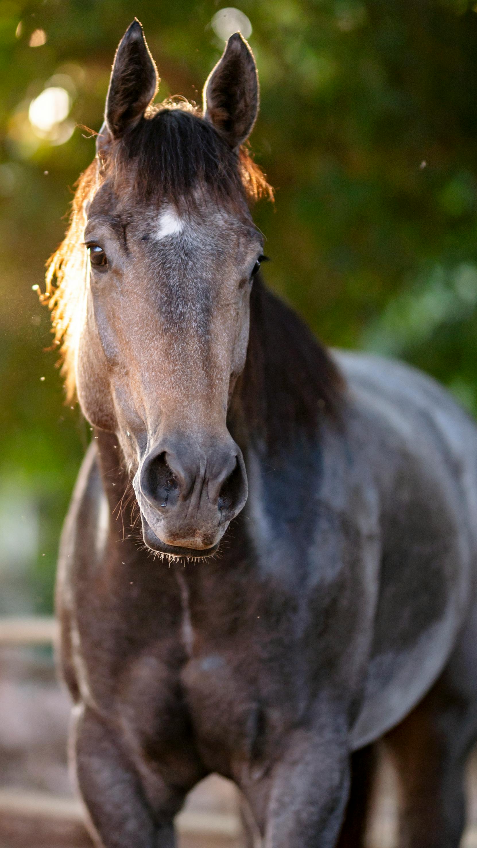 Imagine de stoc gratuită cu a închide, agricultură, america de sud ...