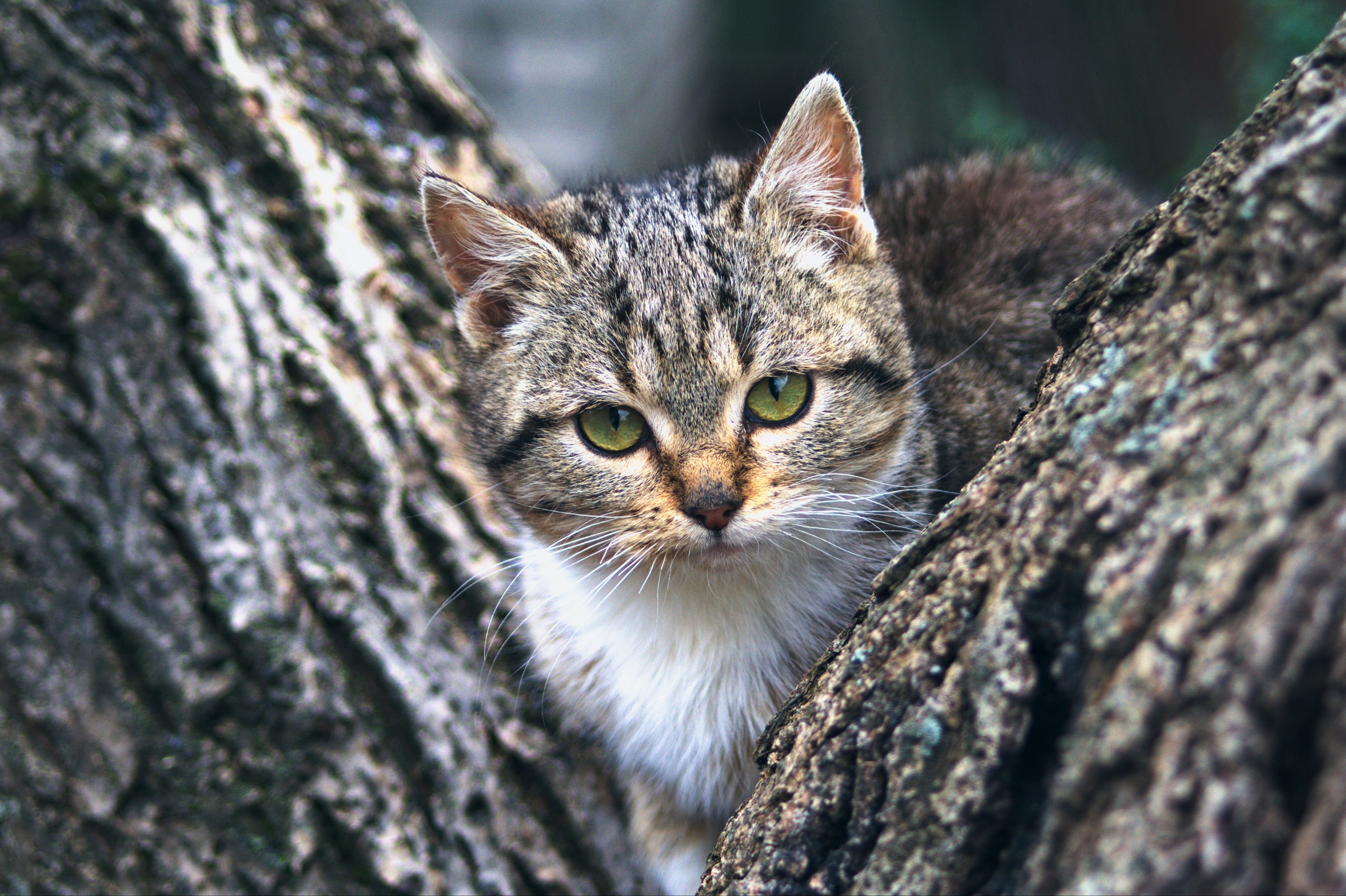 Tabby Cat on the Tree Trunk · Free Stock Photo