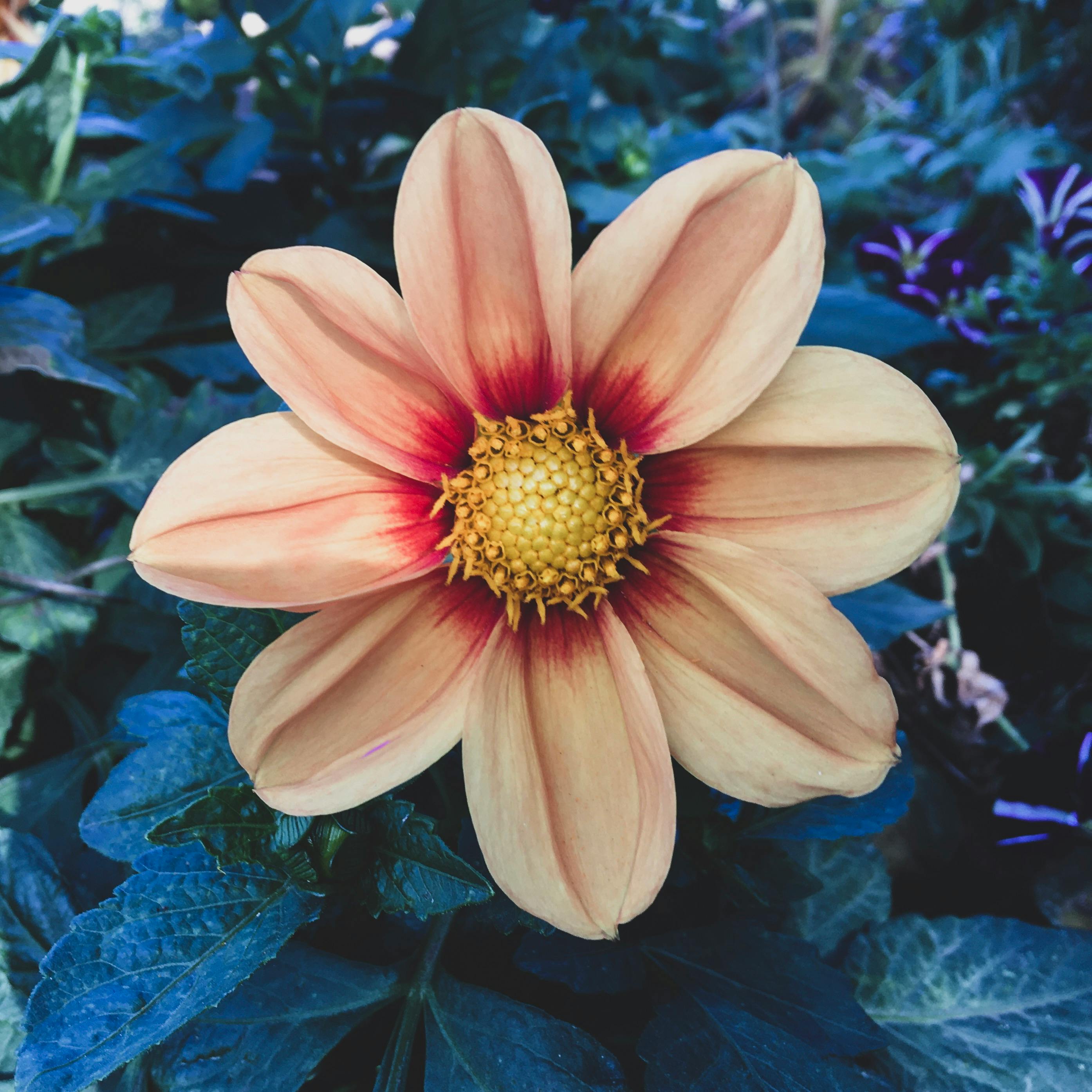 Close-Up Photography of Yellow Dahlia Flower · Free Stock Photo