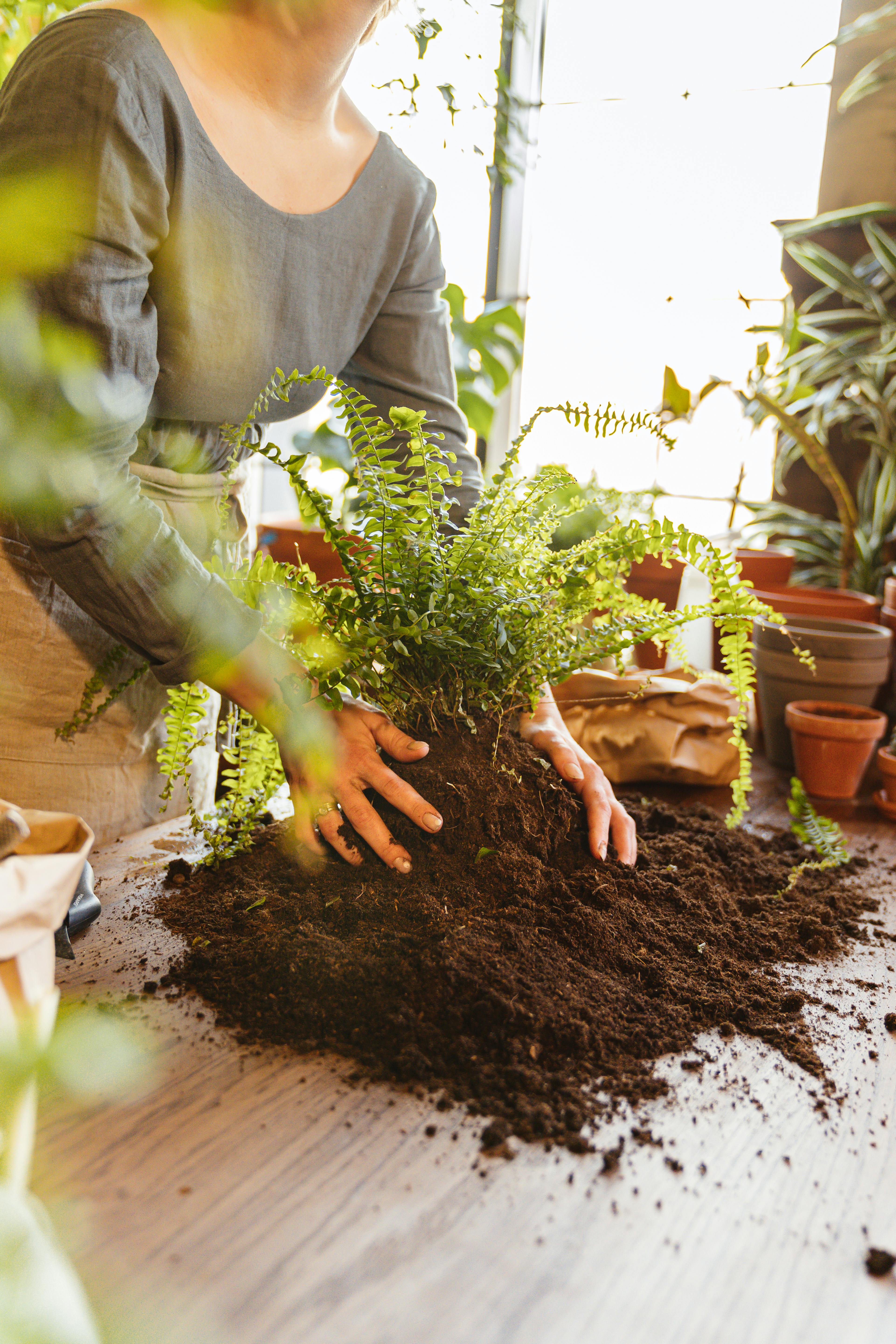 Woman Replanting Plant at Home · Free Stock Photo
