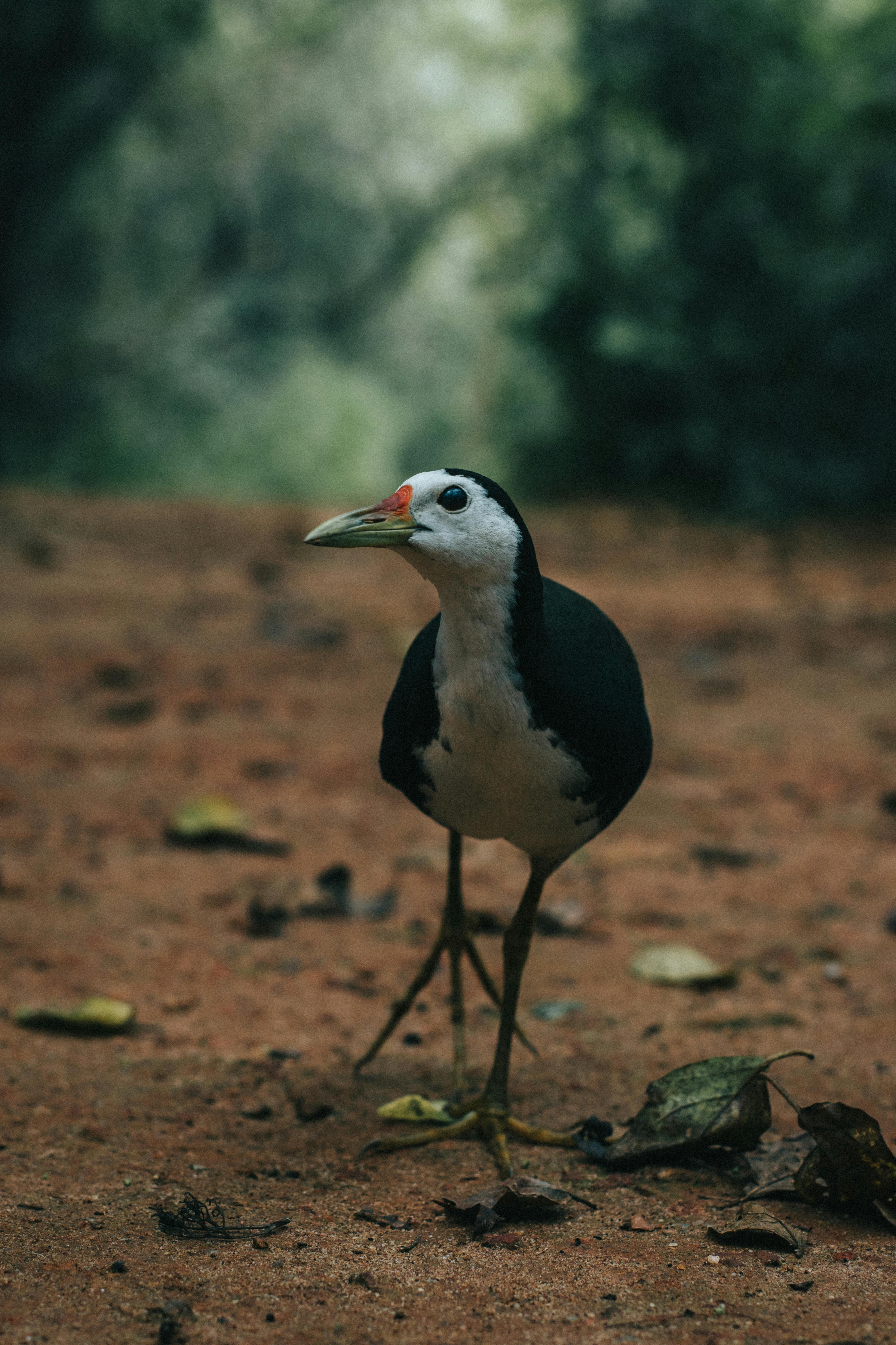Selective Focus Photography of Bird Perching on Human Hand · Free Stock ...