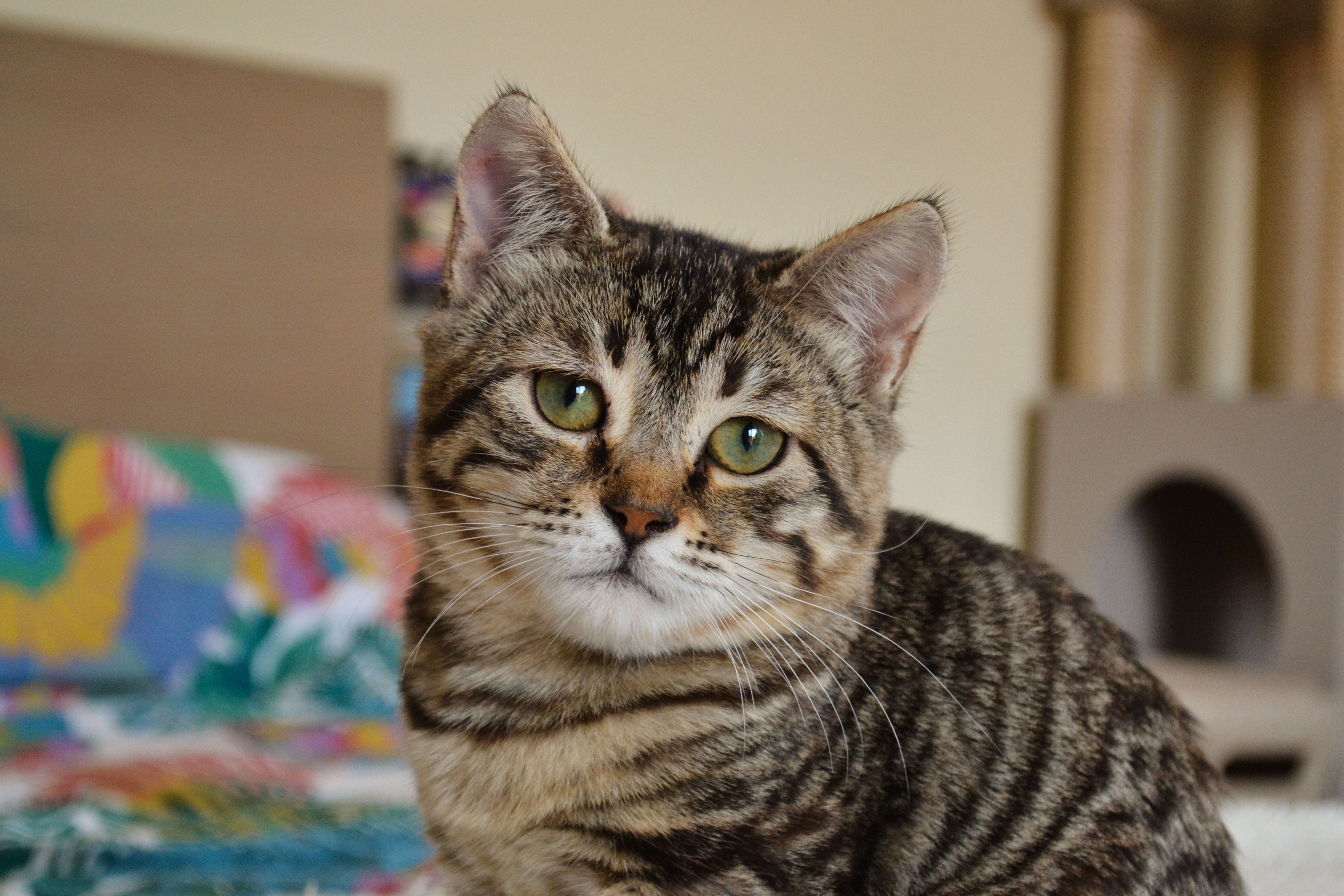 Photo of a Tabby Cat · Free Stock Photo