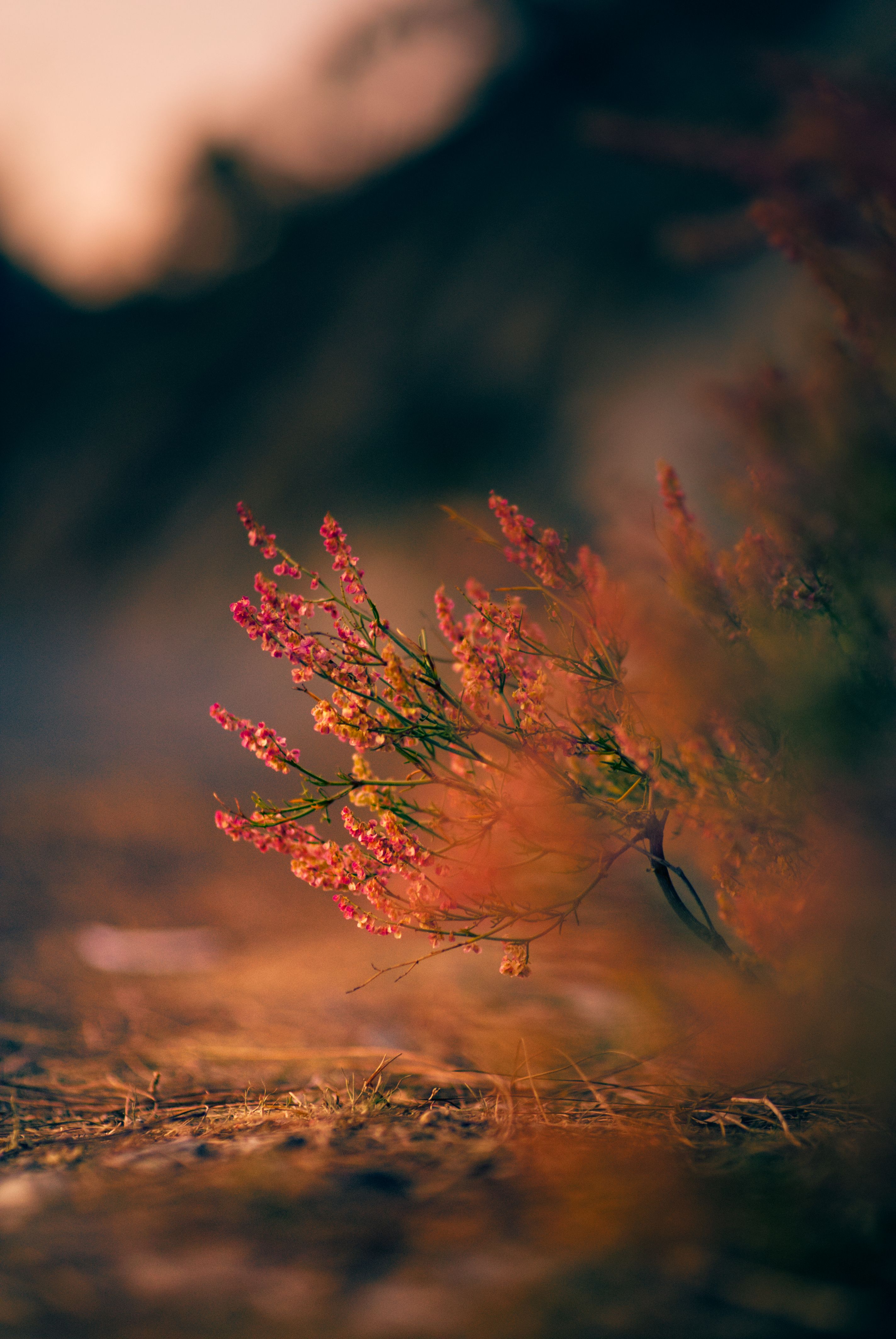 Dried Grass Straw · Free Stock Photo