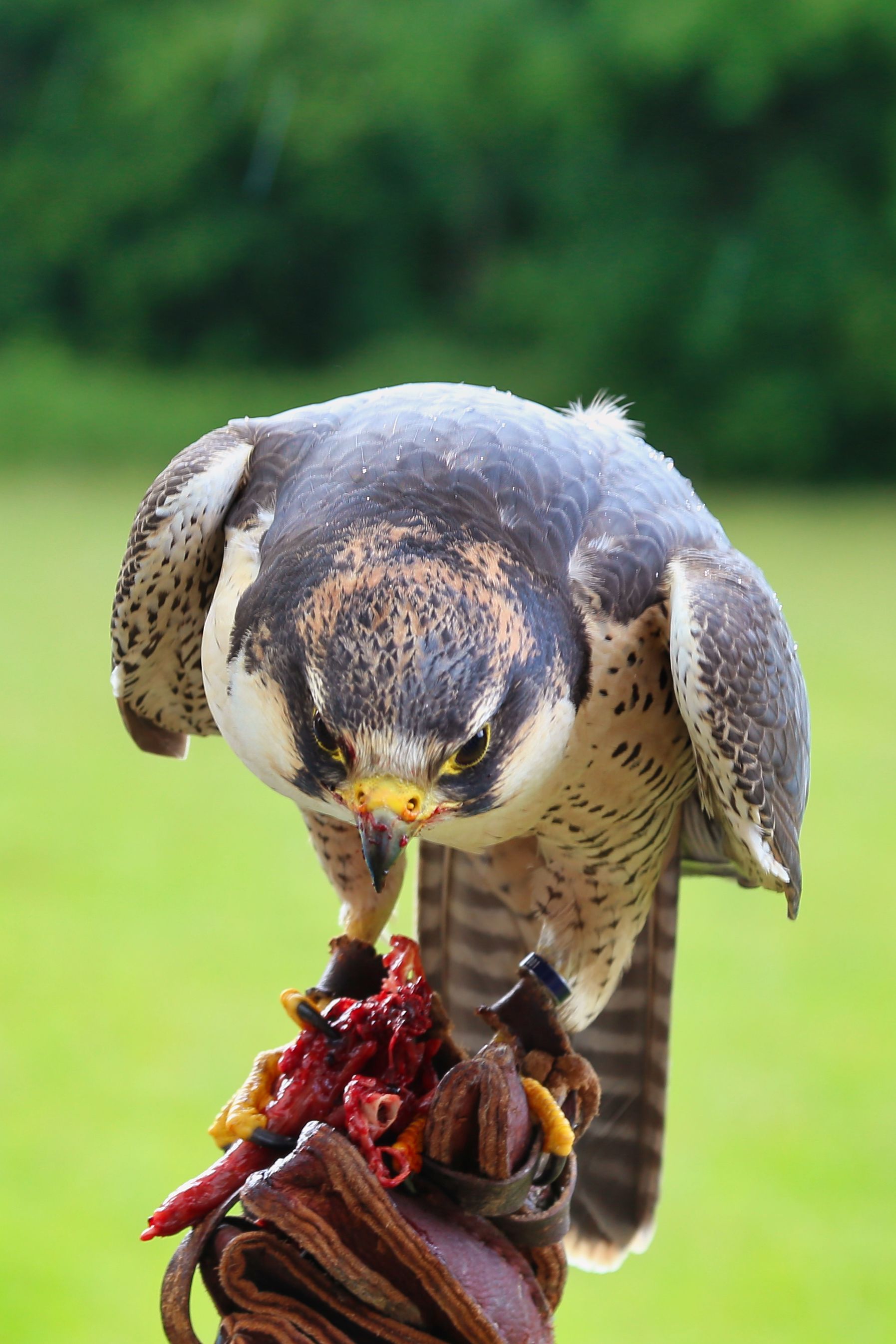A Close-Up Shot of a Northern Aplomado Falcon · Free Stock Photo
