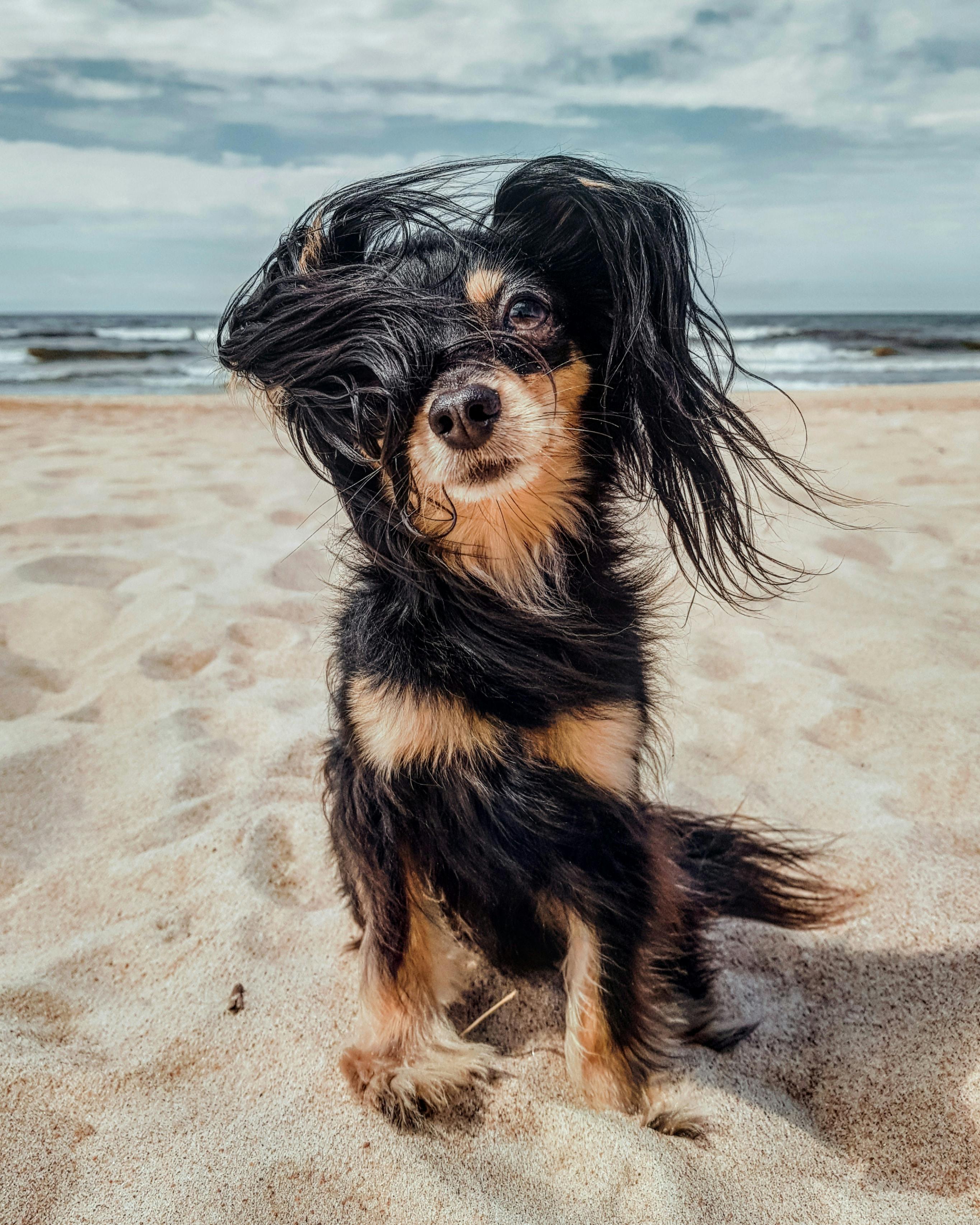 Windy Dog Photos, Download The BEST Free Windy Dog Stock Photos & HD Images
