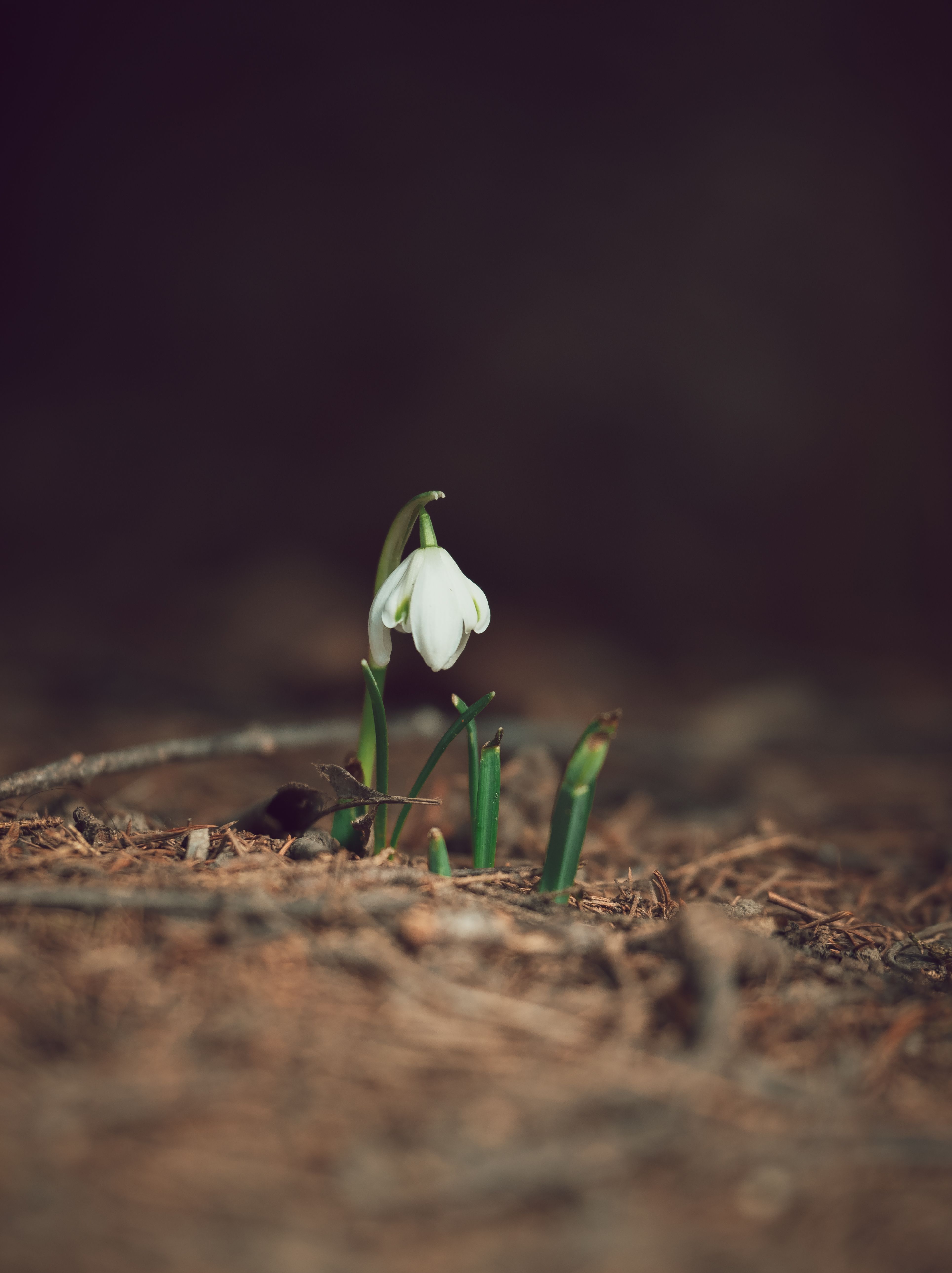 A single snowdrop flower is growing in the ground · Free Stock Photo