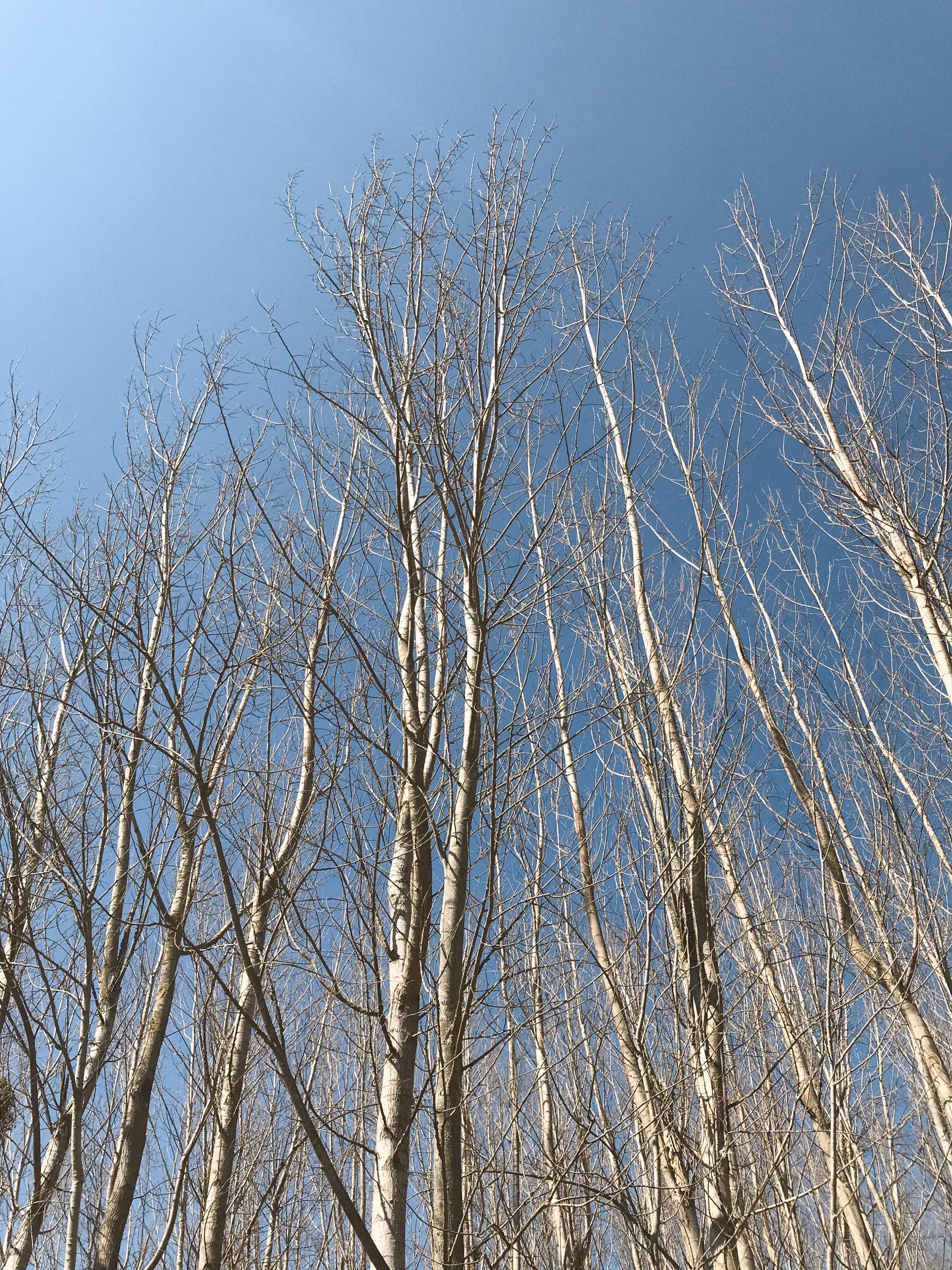 Low-Angle Shot of a Bare Tree · Free Stock Photo
