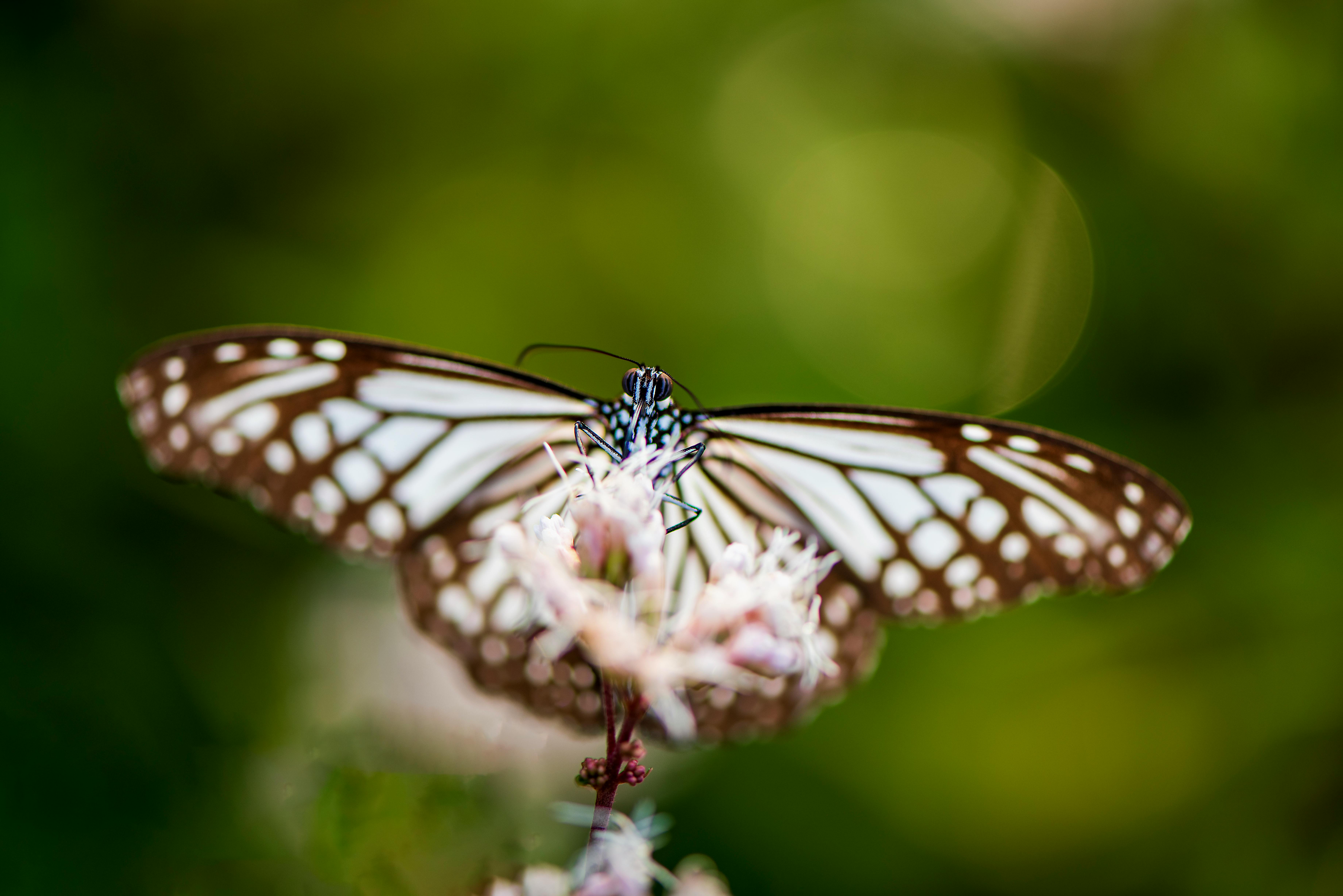 Close Up Shot of a Butterfly · Free Stock Photo