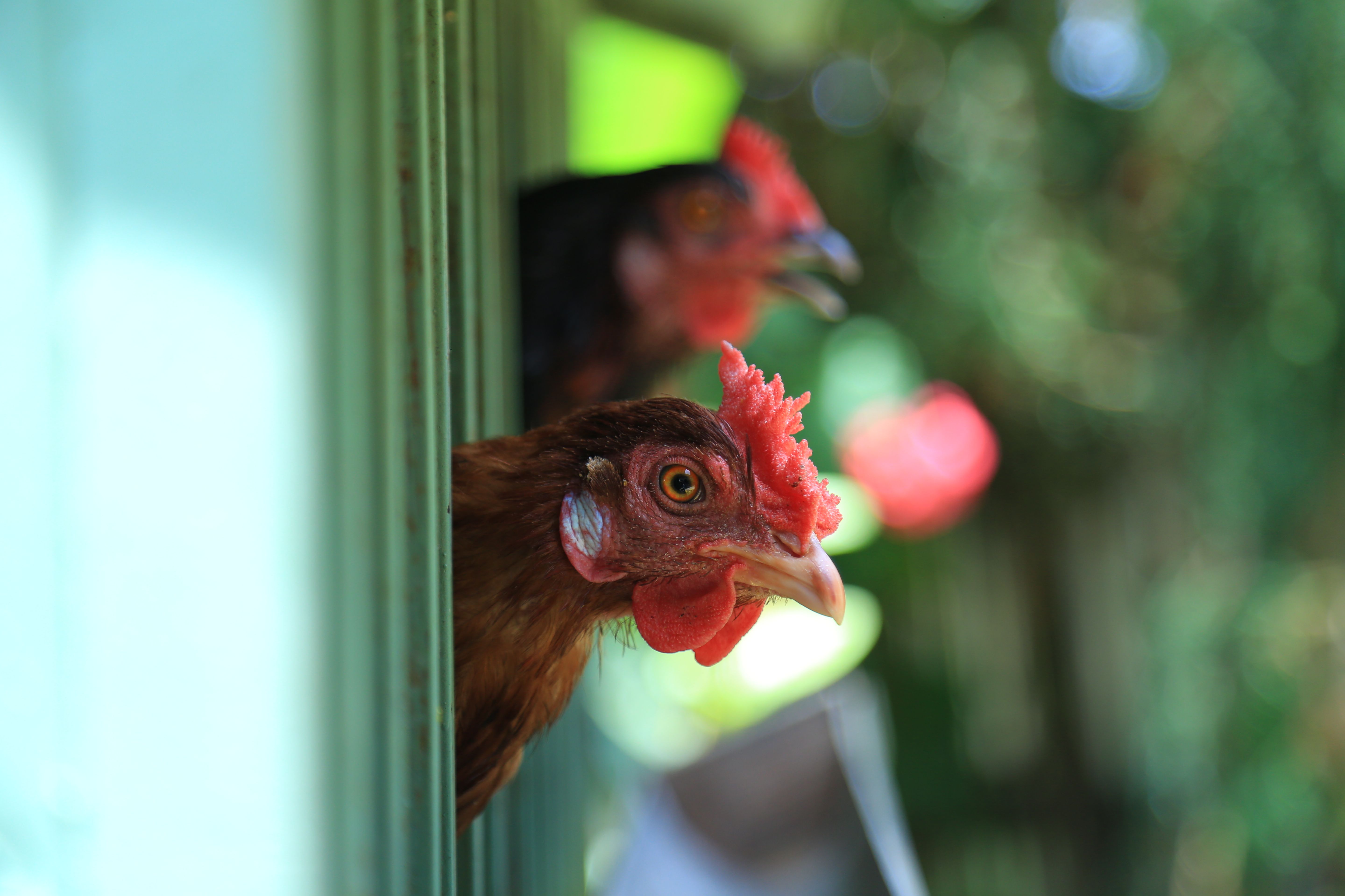 Chick Hatching from an Egg · Free Stock Photo