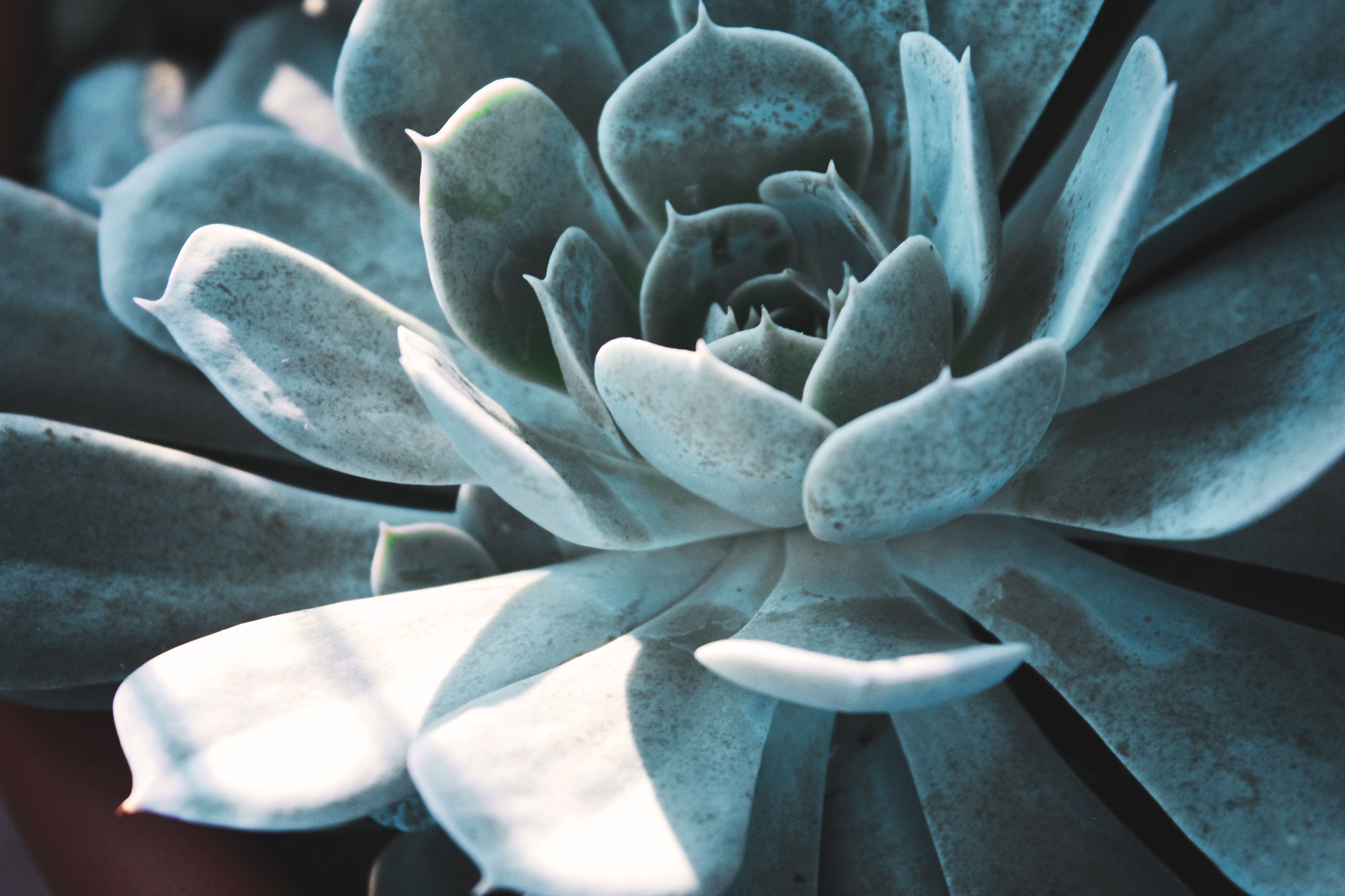 Succulent Plant · Free Stock Photo