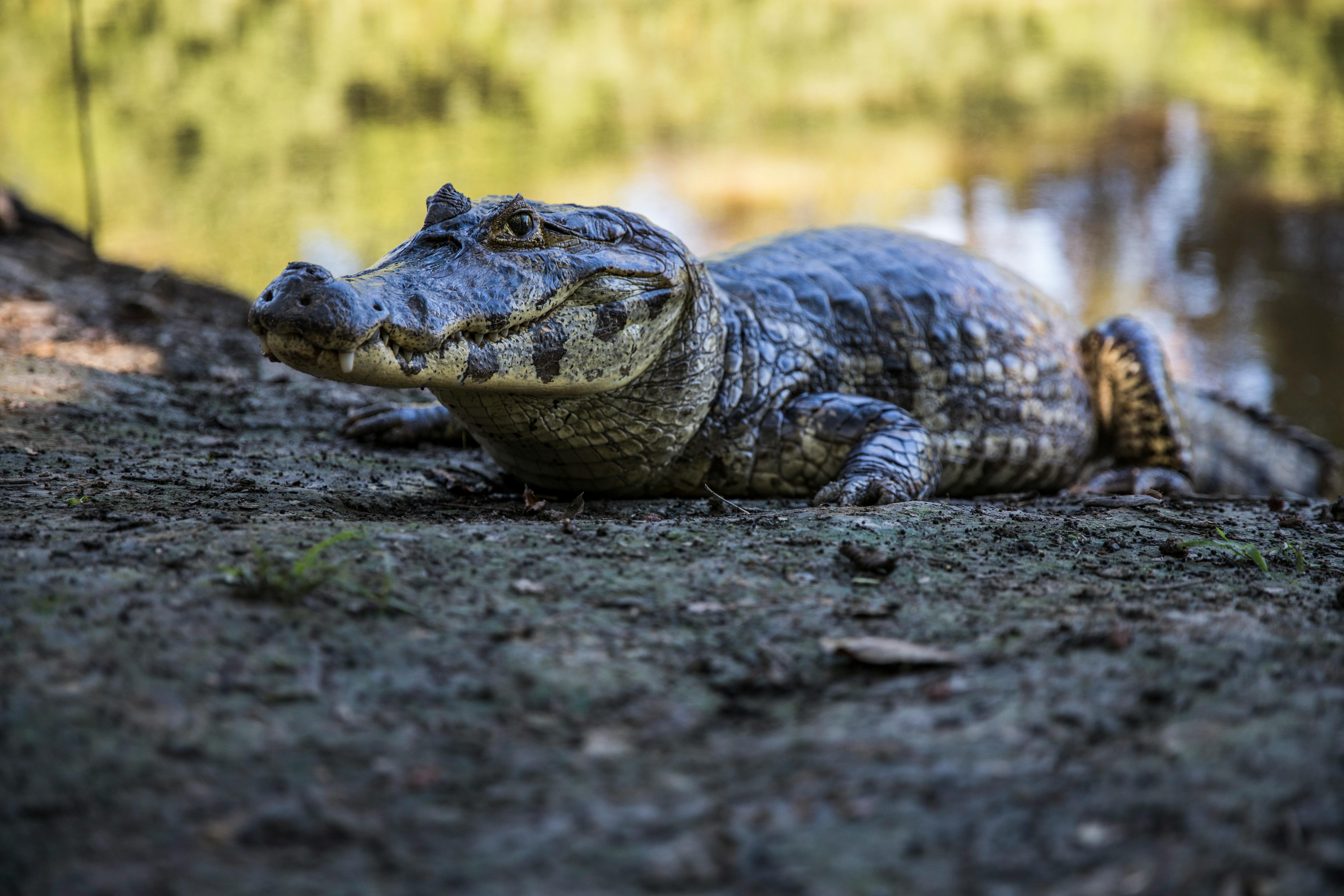 Caiman Photos, Download The BEST Free Caiman Stock Photos & HD Images