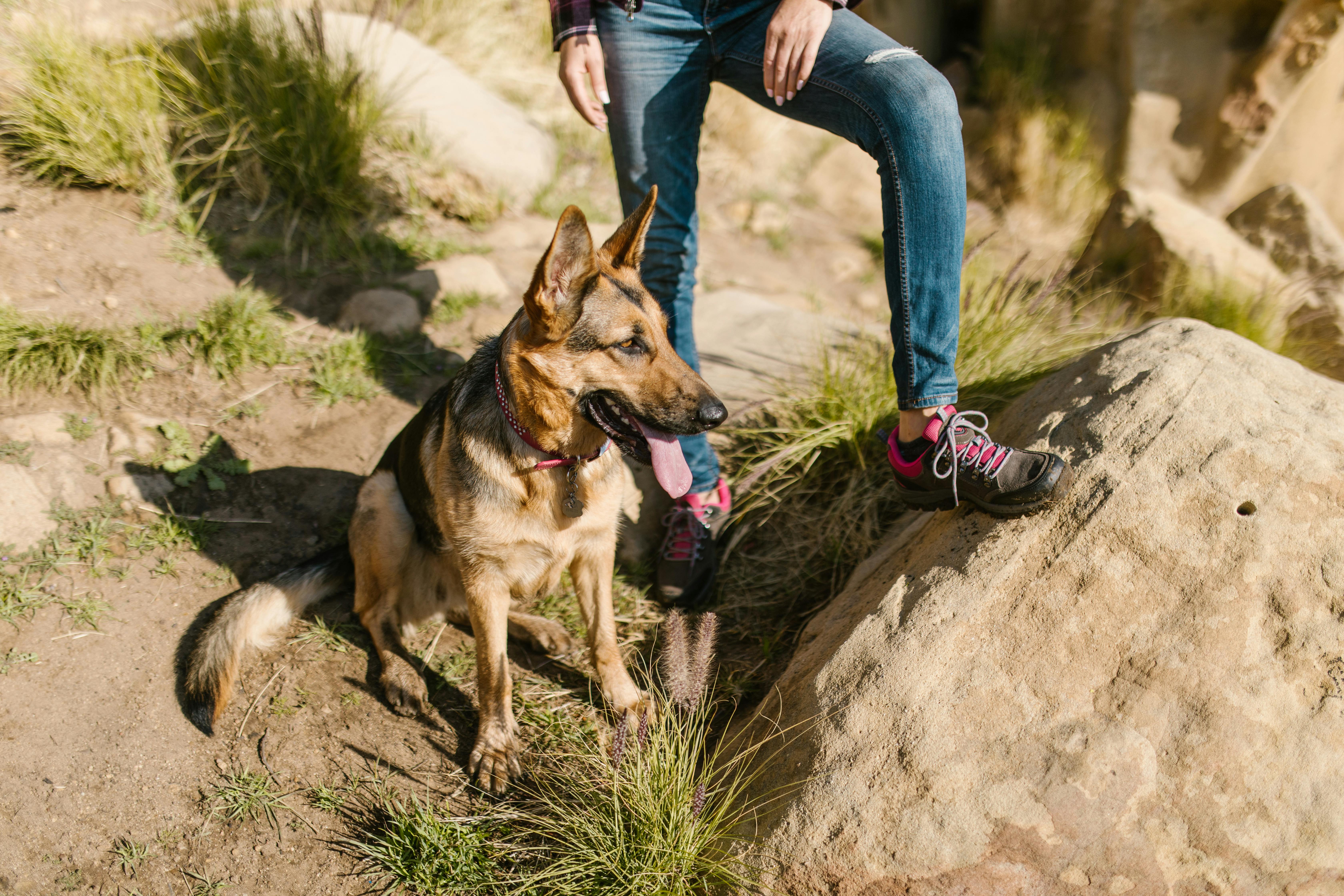 Dog Sitting Beside a Person · Free Stock Photo