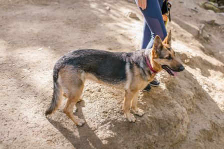 Everything You Need to Know About Isabella German Shepherds