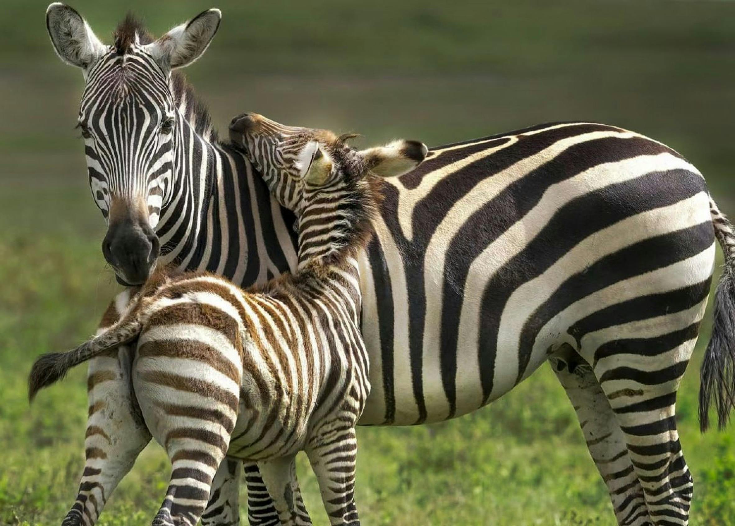 Baby Zebra and Mother Zebra Hugging · Free Stock Photo