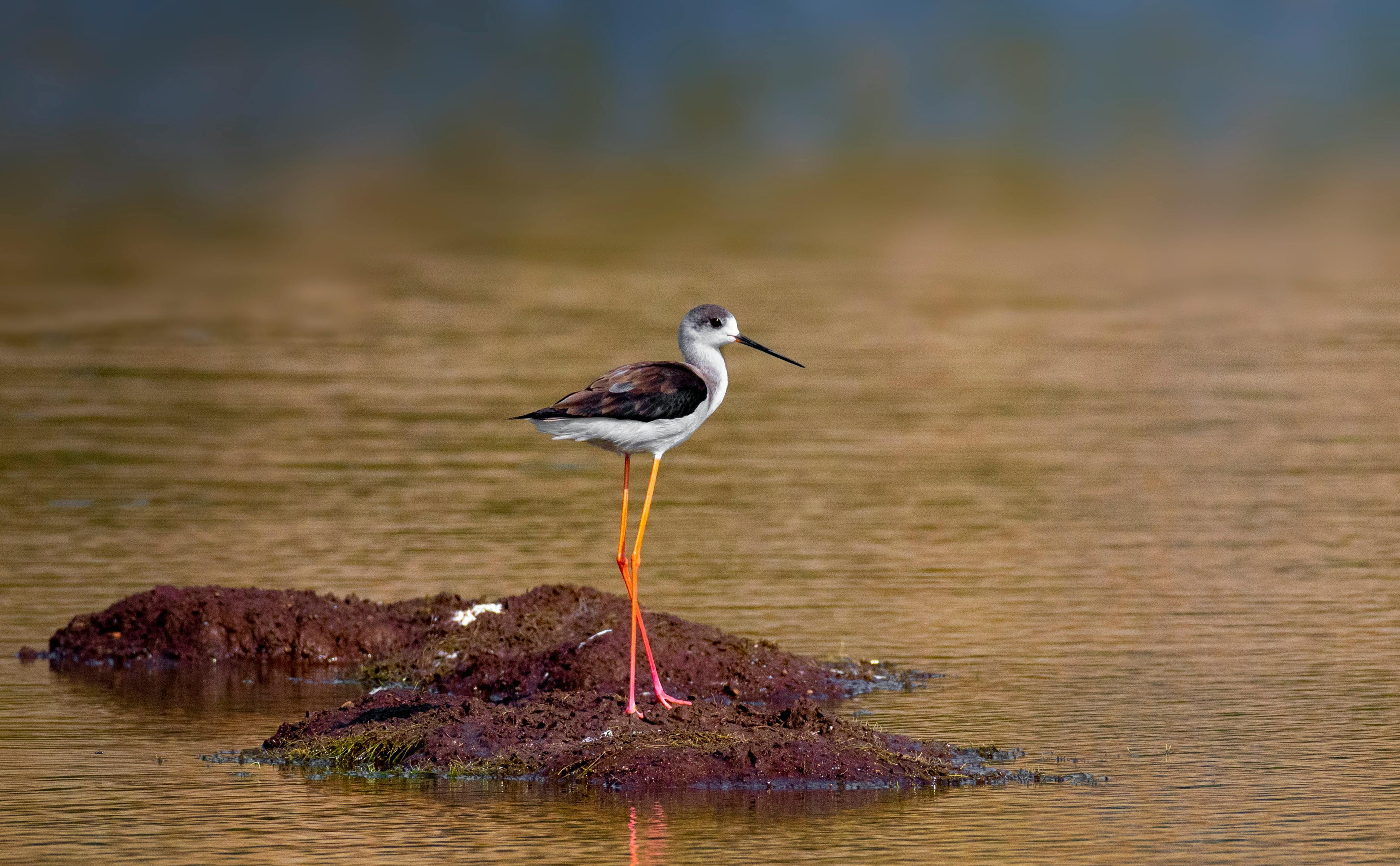 Stilt Walkers Photos, Download The BEST Free Stilt Walkers Stock Photos ...