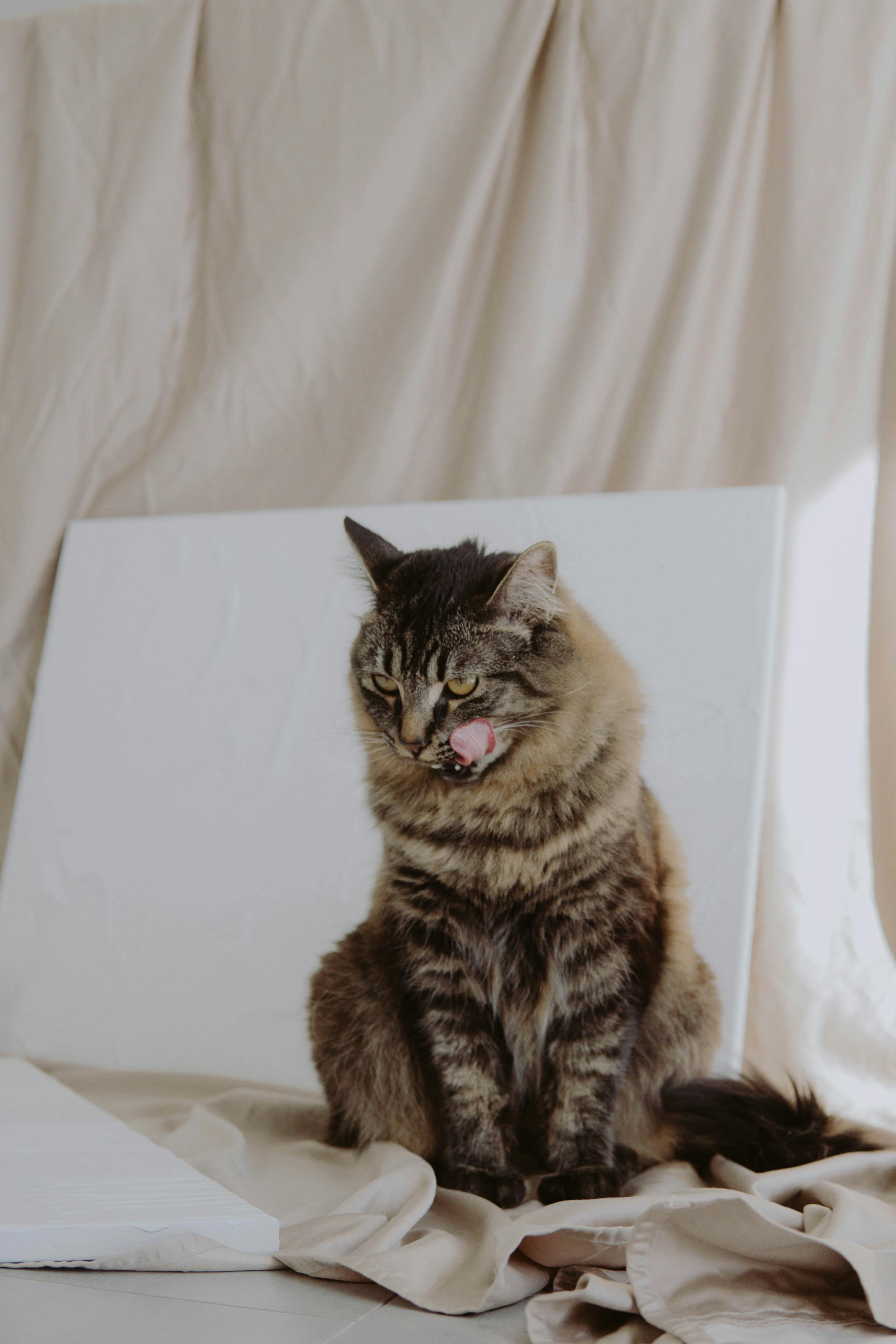 70.000+ besten Süße Katze Fotos · 100 % kostenloser Download · Pexels ...