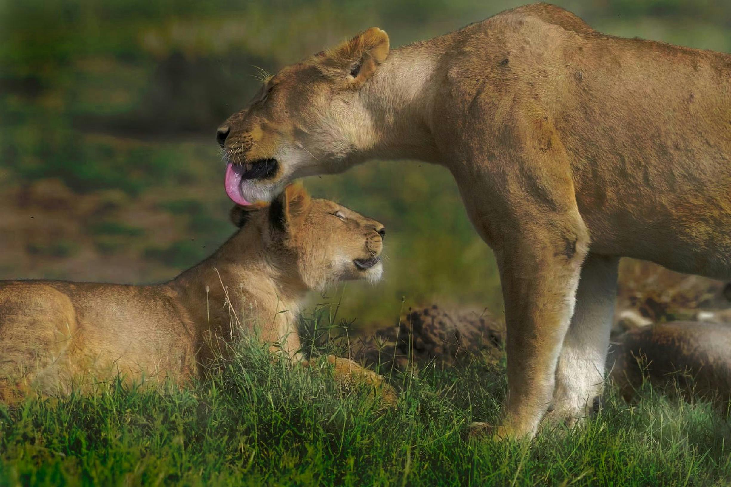 Lionesses on the Grass · Free Stock Photo