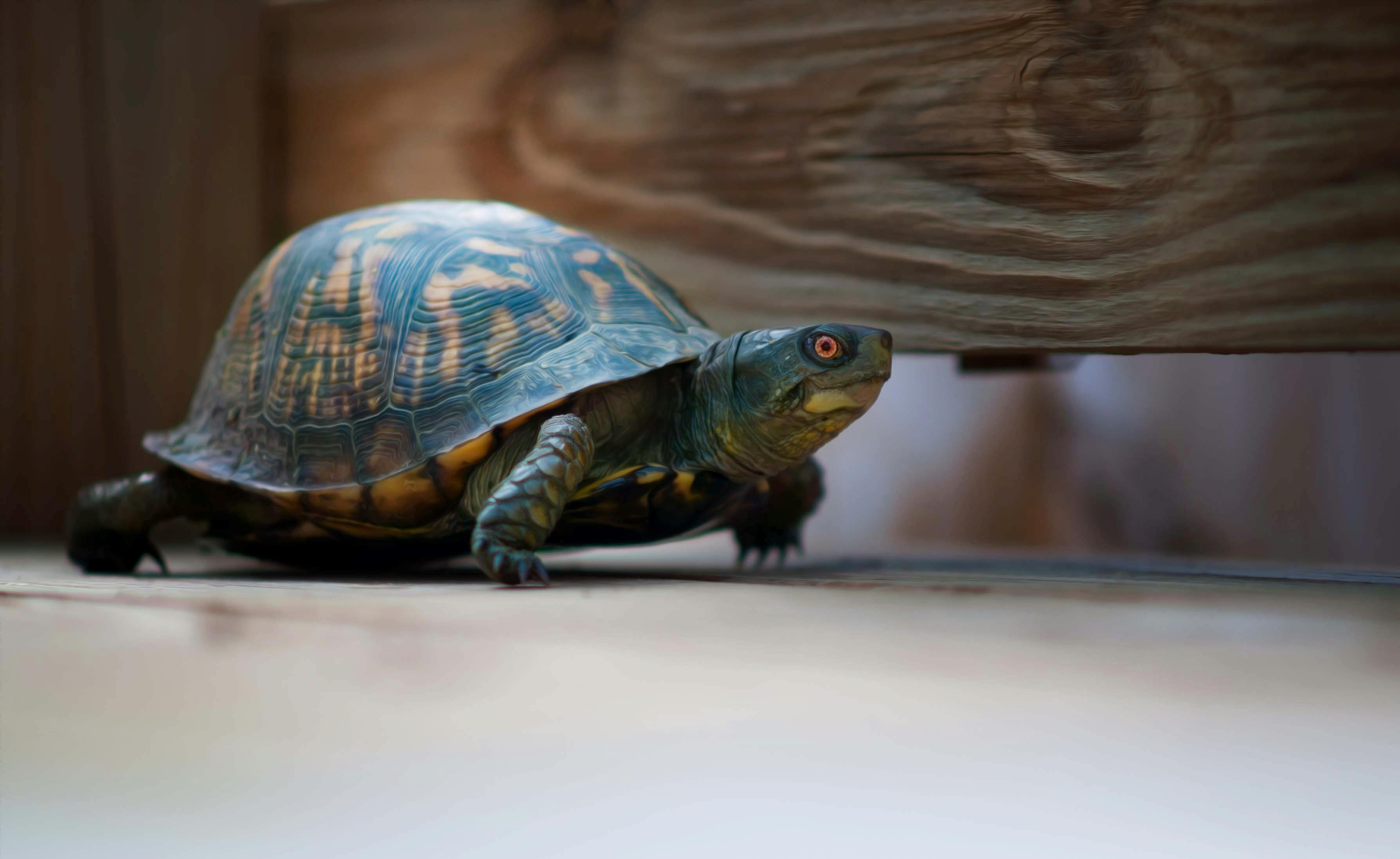 Close-Up Shot of a Tortoise · Free Stock Photo