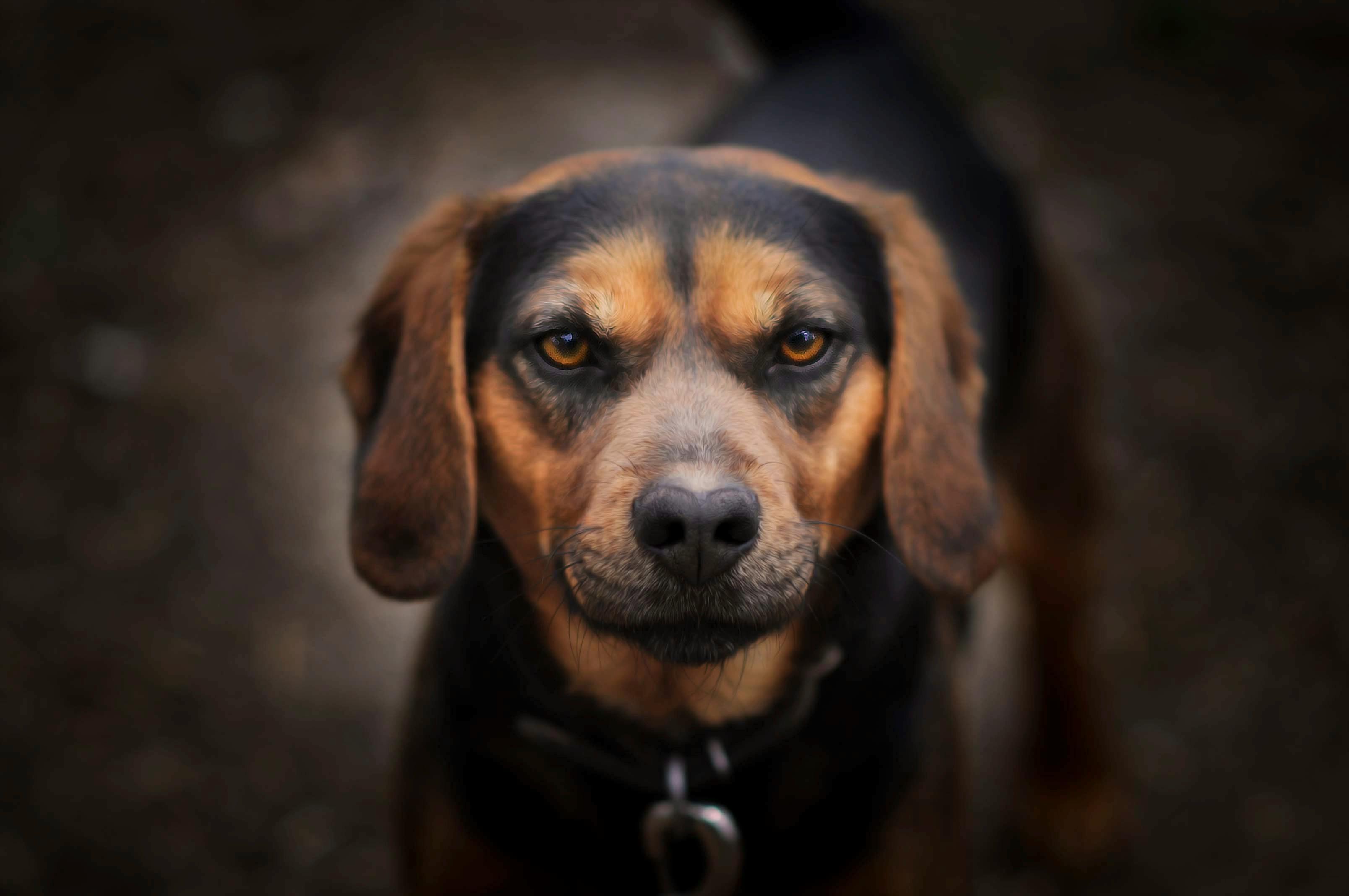 Amy Pointer - Photography