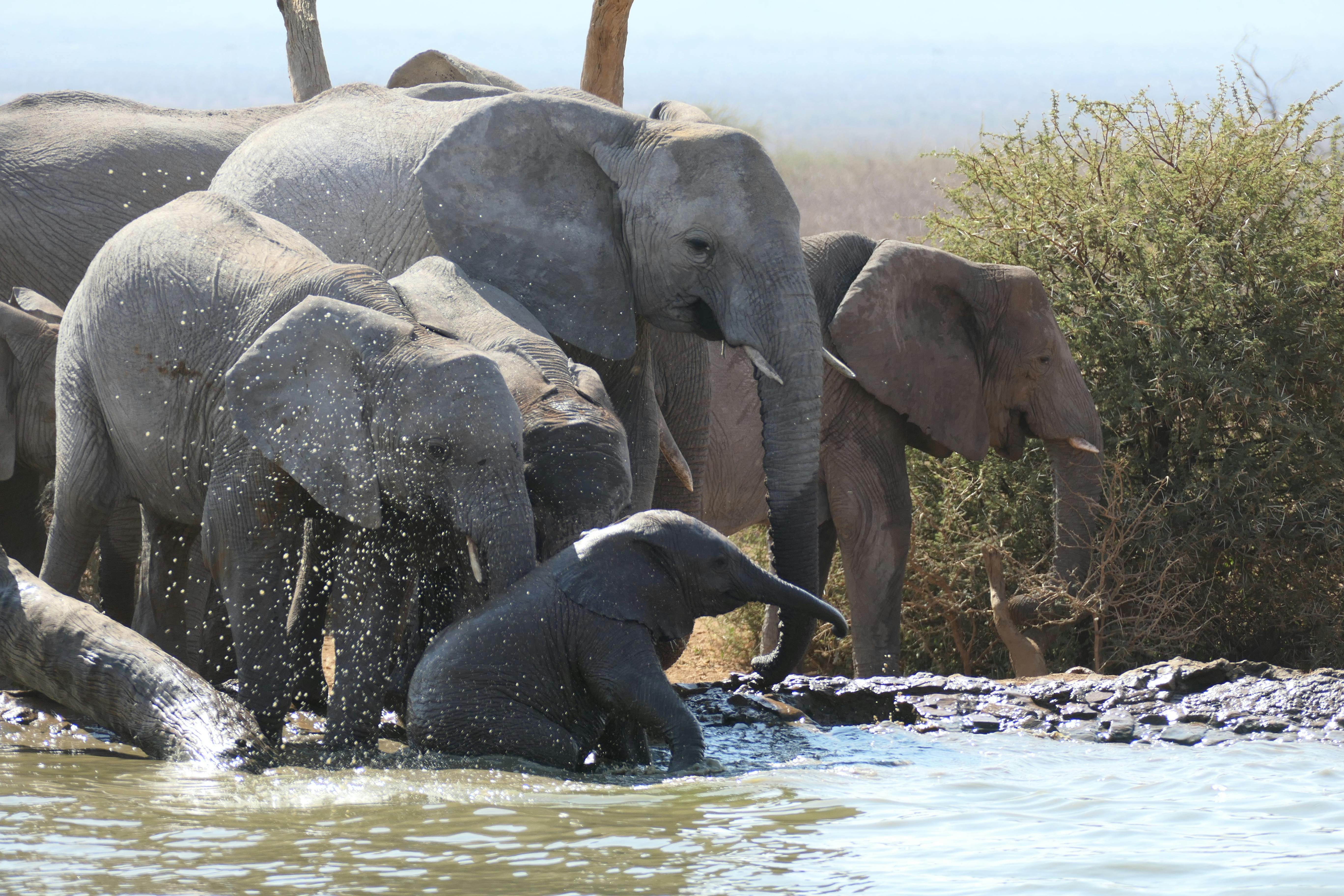 Elephants on Water · Free Stock Photo