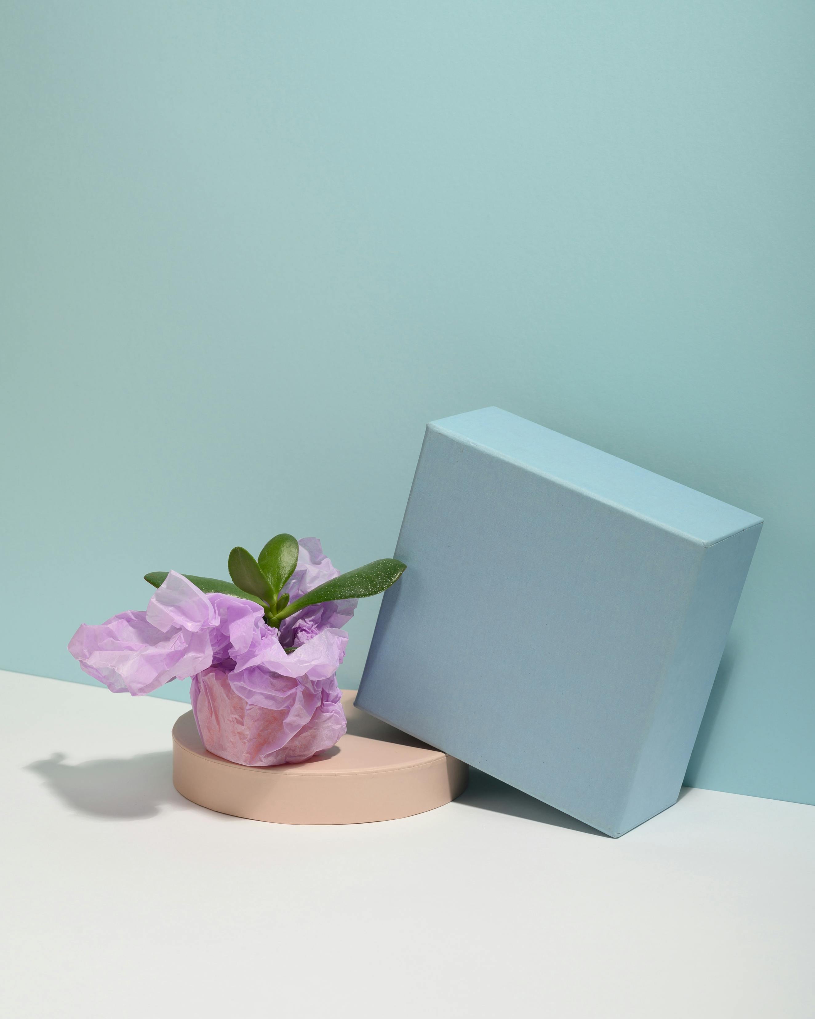 Photo of Succulent Plant on Light Blue Background · Free Stock Photo