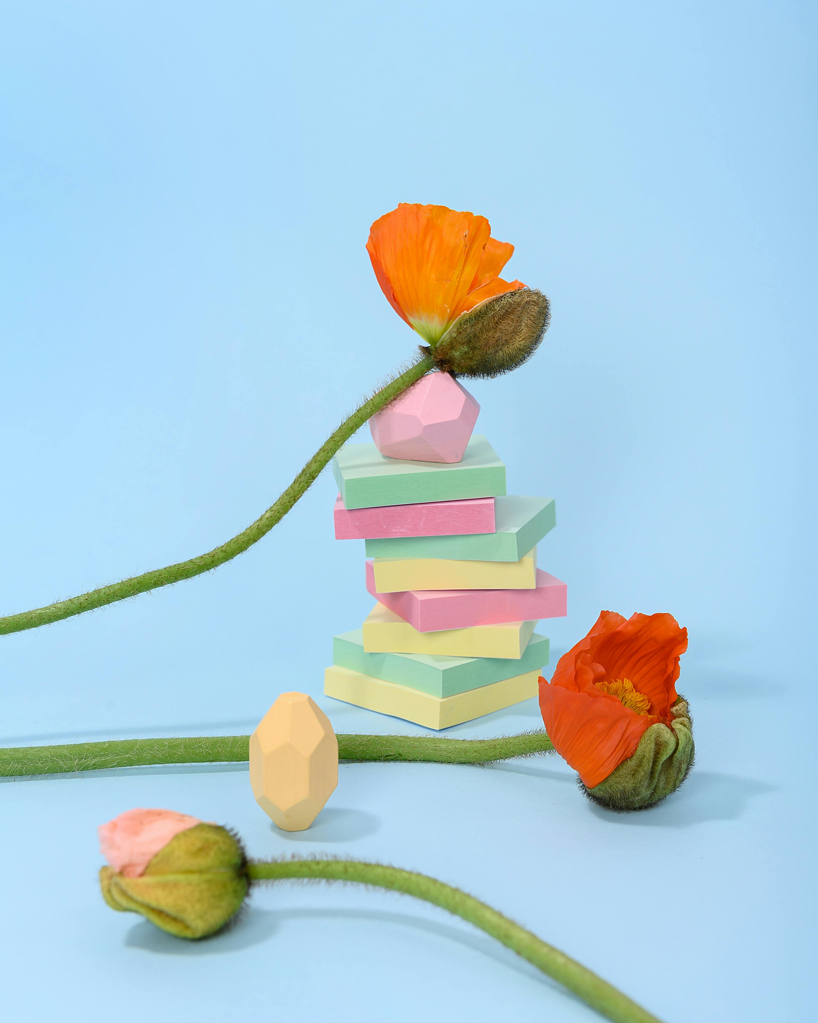 Photo of Poppy Flower on Top of Stacked Square Blocks · Free Stock Photo
