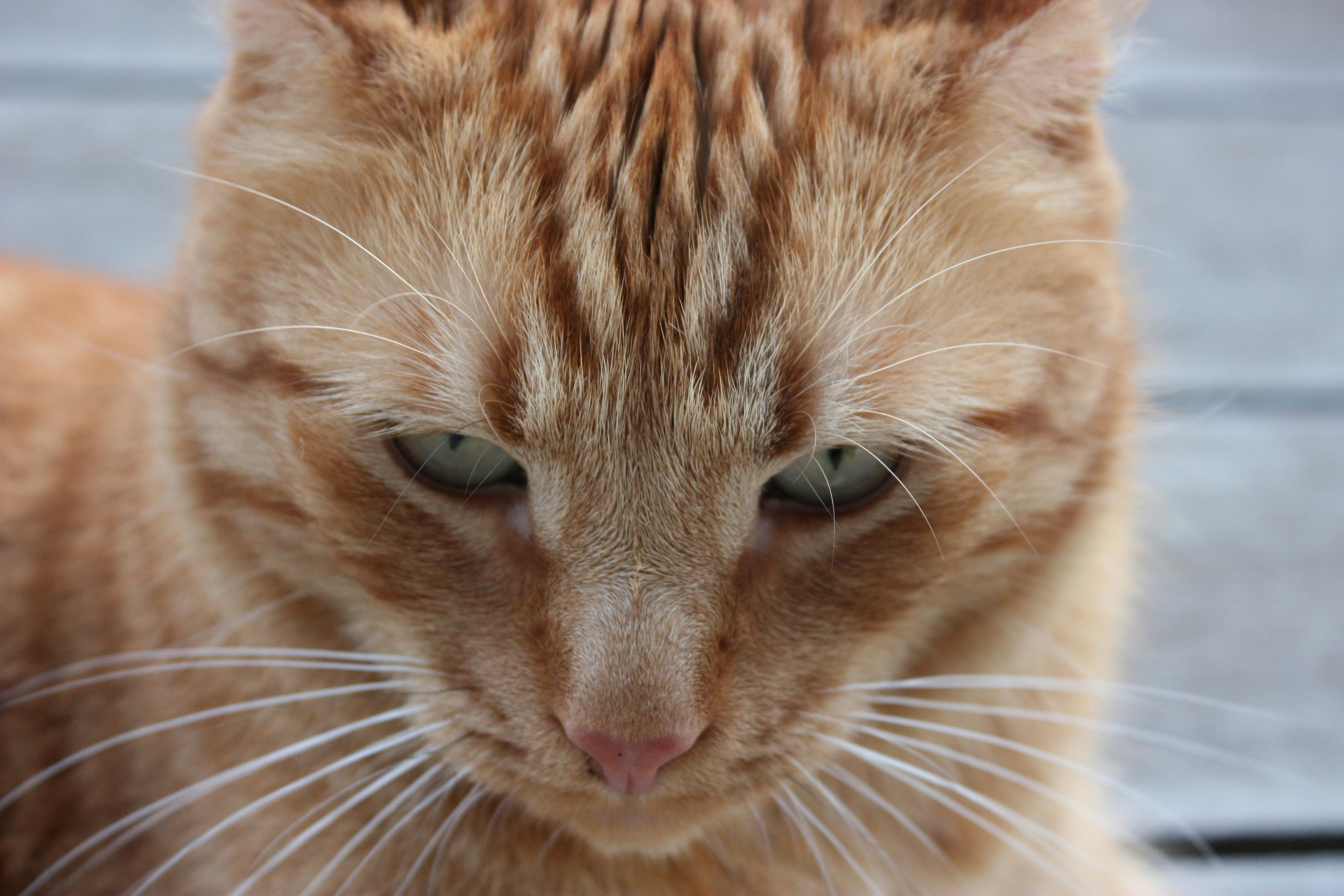 Free stock photo of cat, cat face, orange
