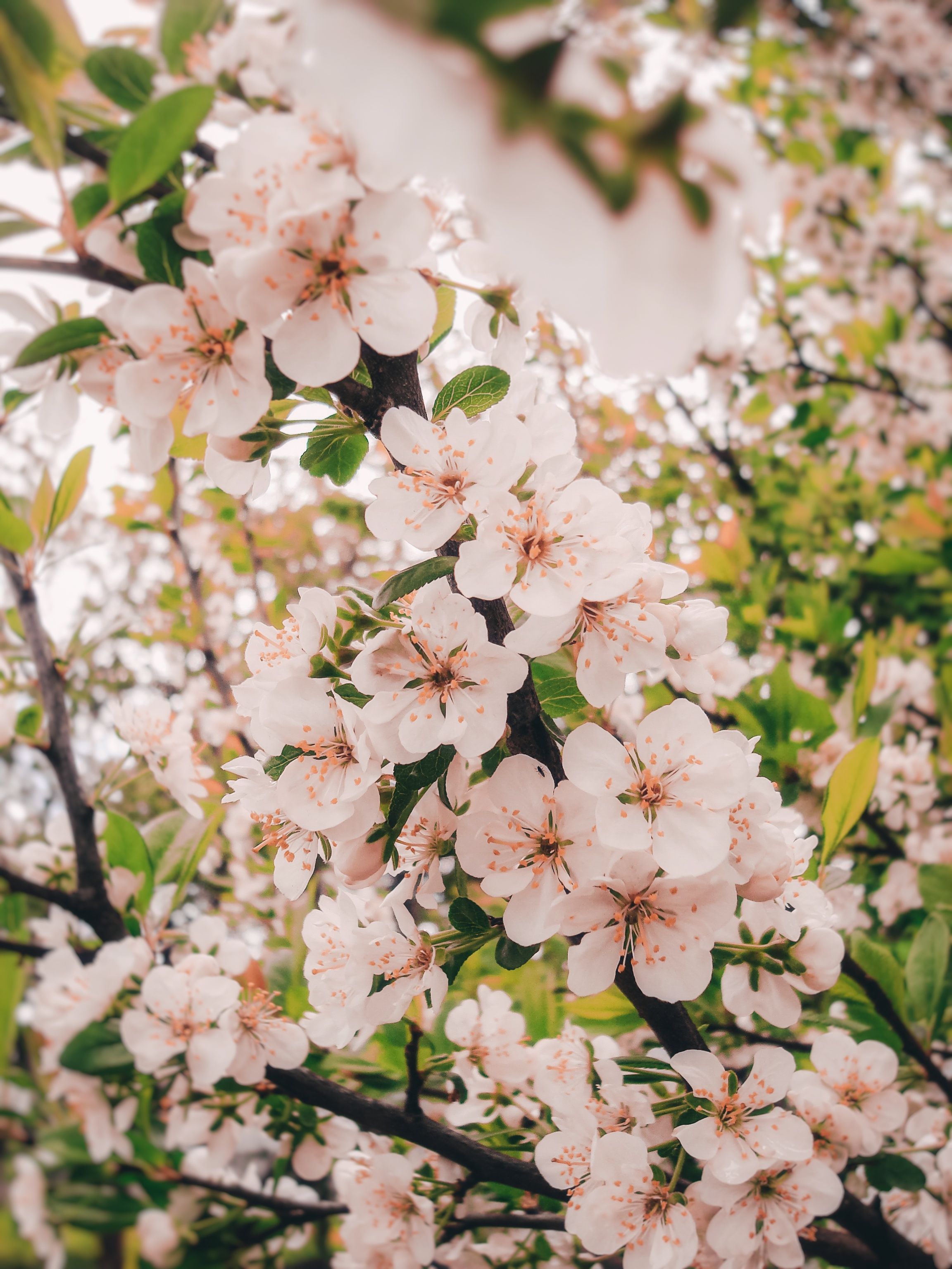 White and Pink Cherry Blossom in Bloom · Free Stock Photo
