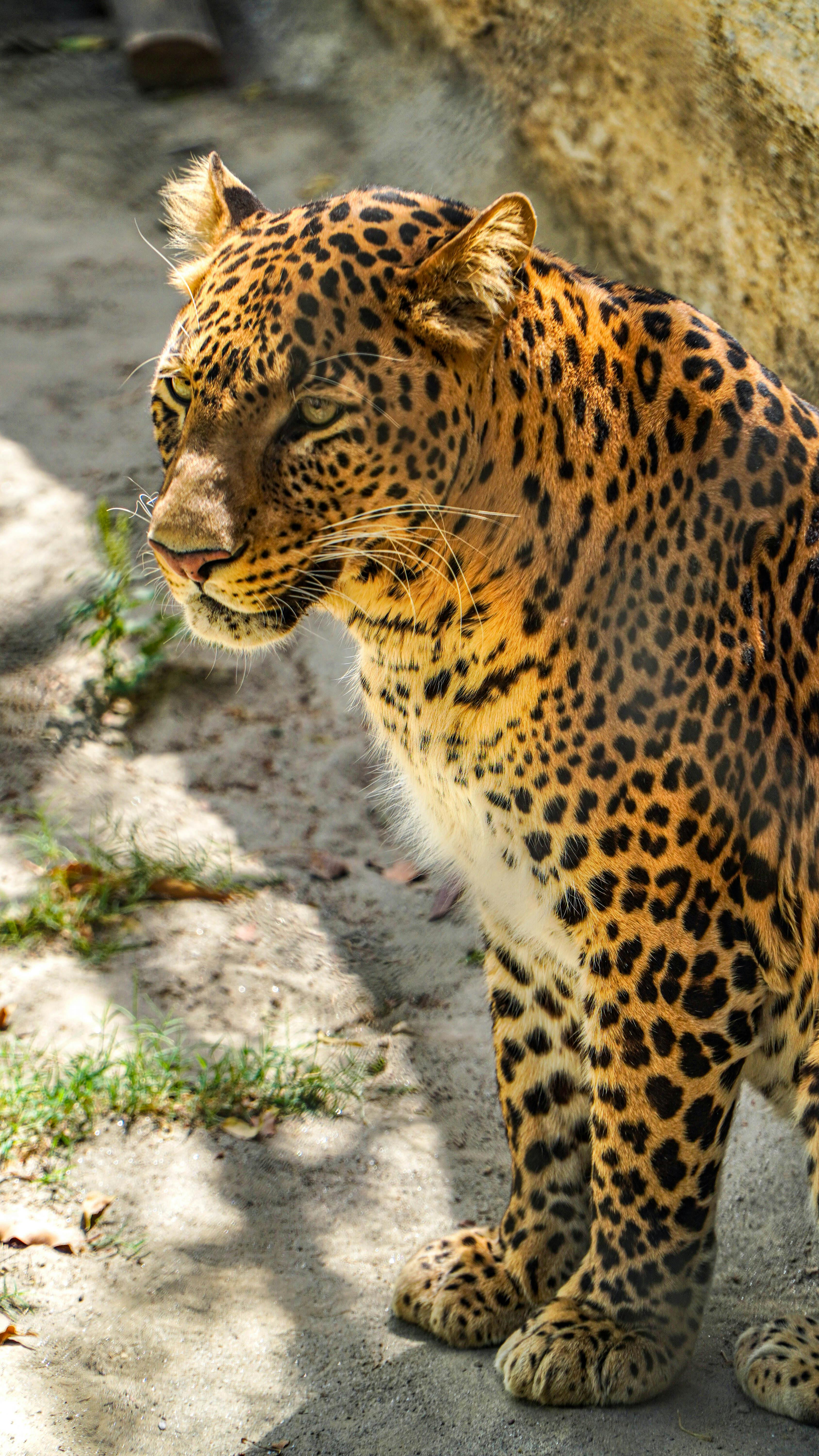 Close Up Photo of a Leopard · Free Stock Photo