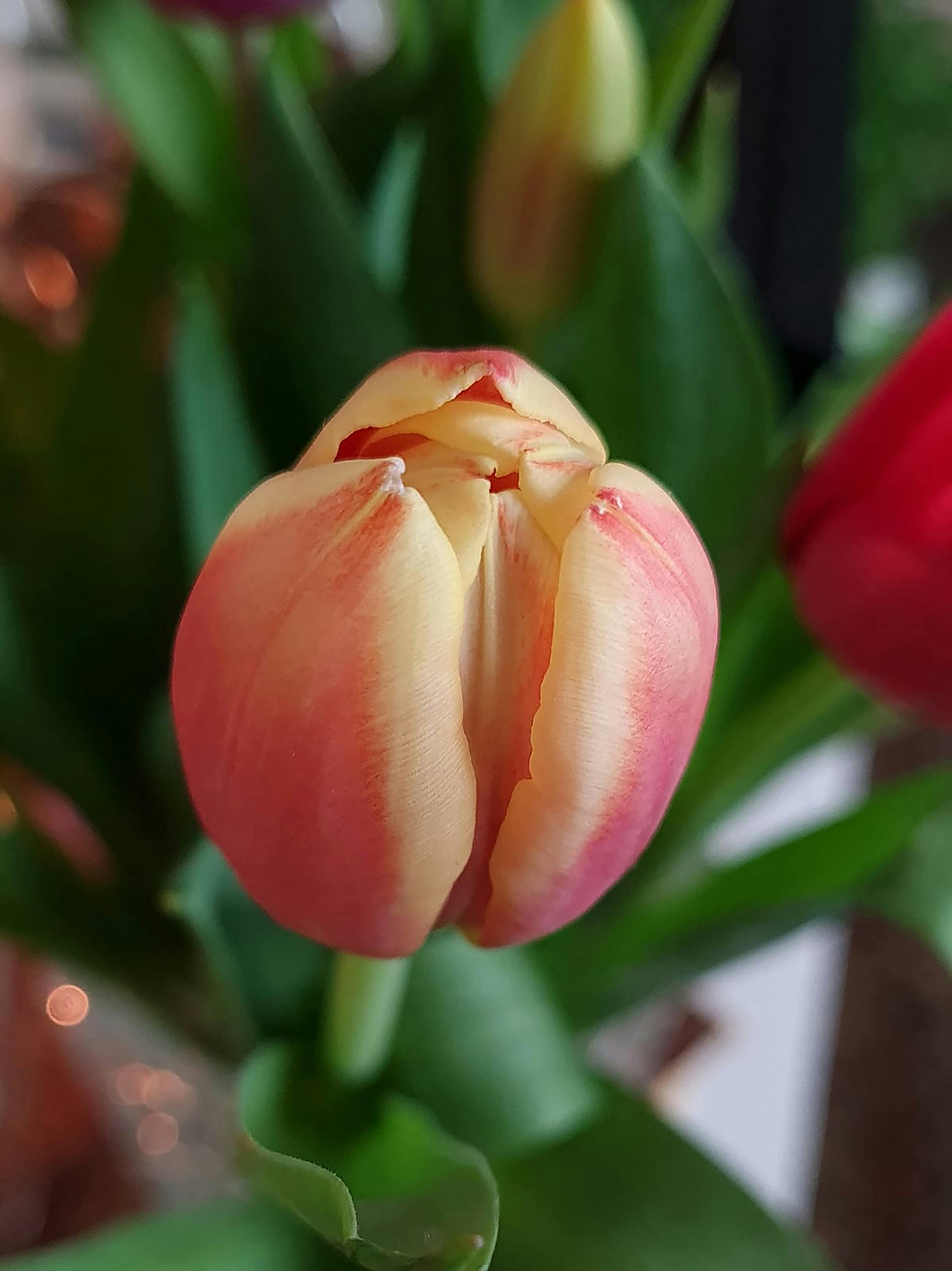 Pink Flowers · Free Stock Photo