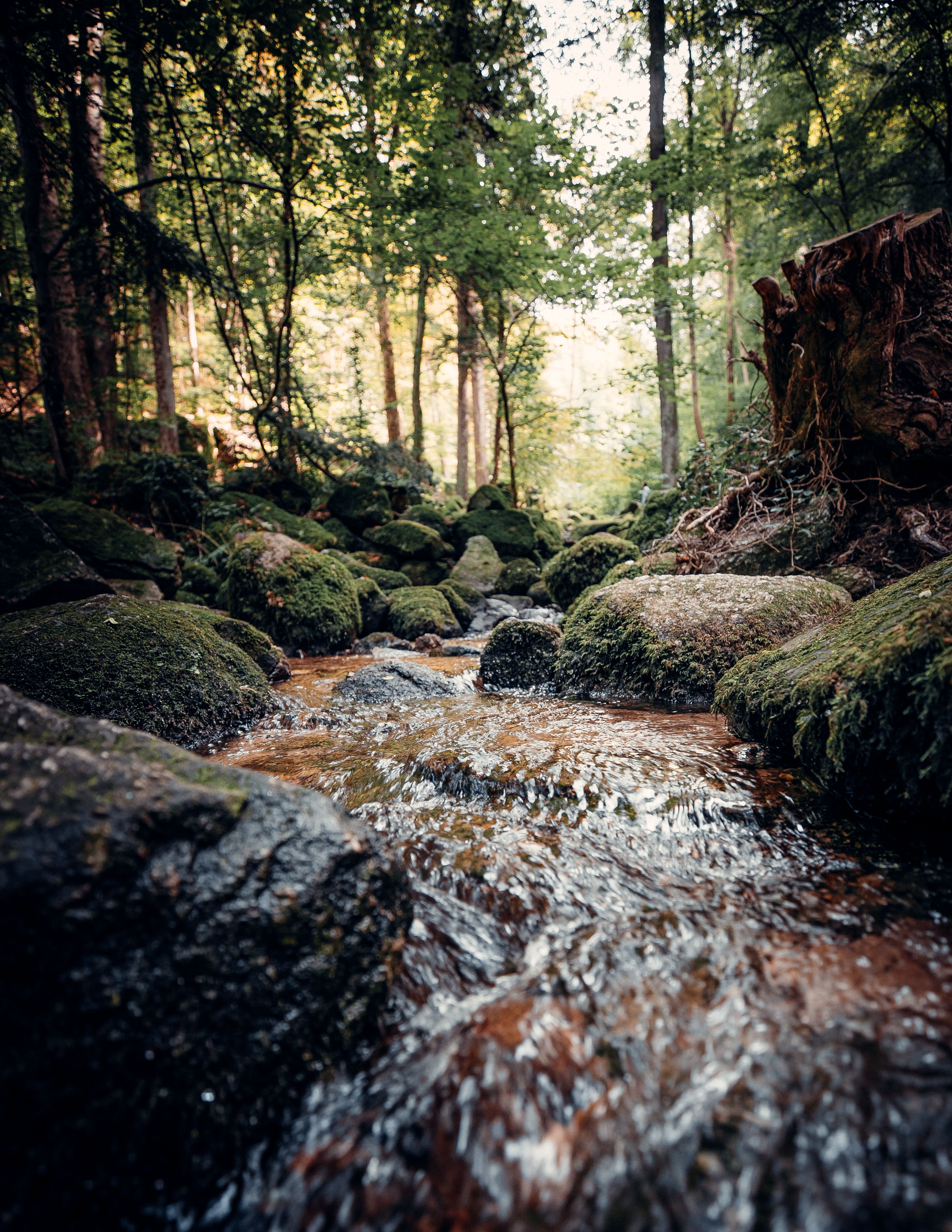 Landscape Photography of Forest · Free Stock Photo