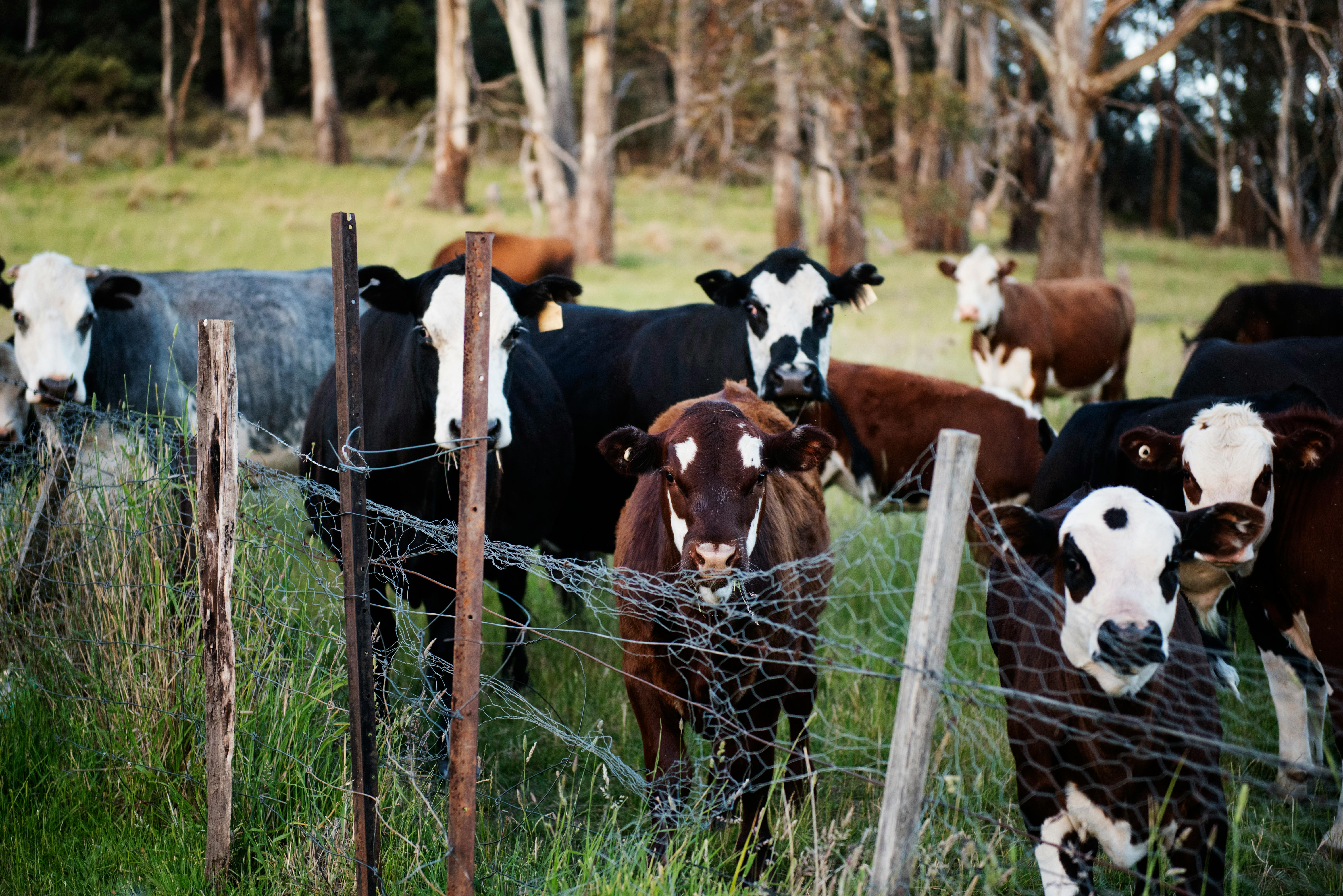 Top View Photo of Herd of Cows in Grassland · Free Stock Photo