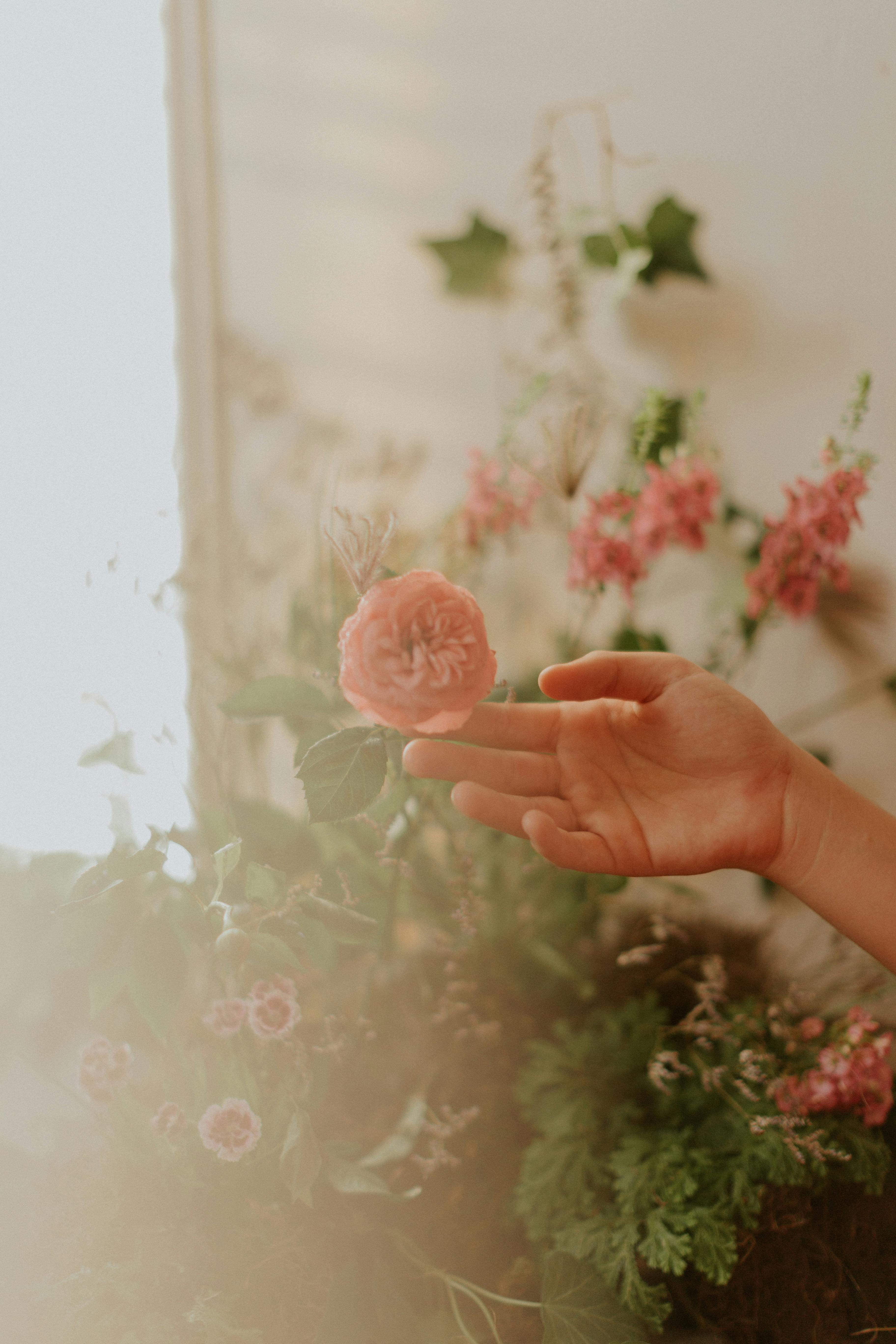 Person Touching a Beautiful Pink Flower · Free Stock Photo