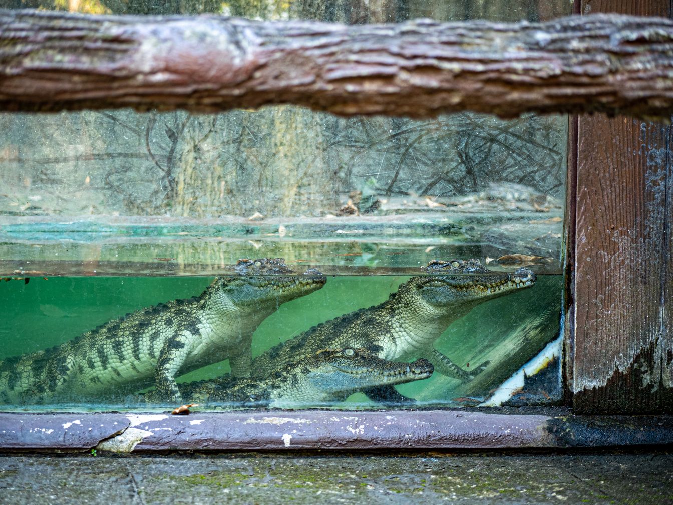 Where do saltwater crocodiles live? Find out here!