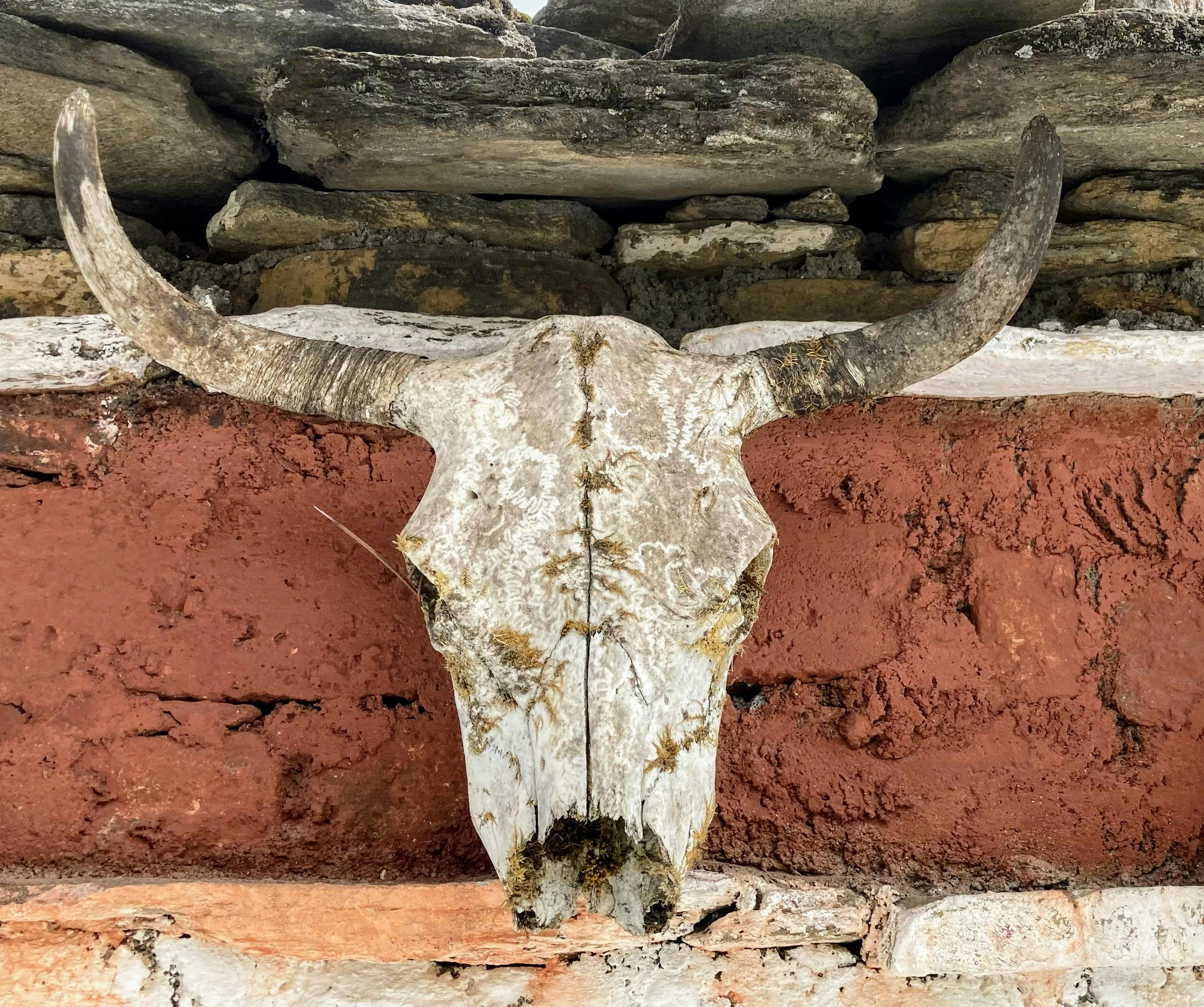 Close-Up Shot of a Bull Skull · Free Stock Photo